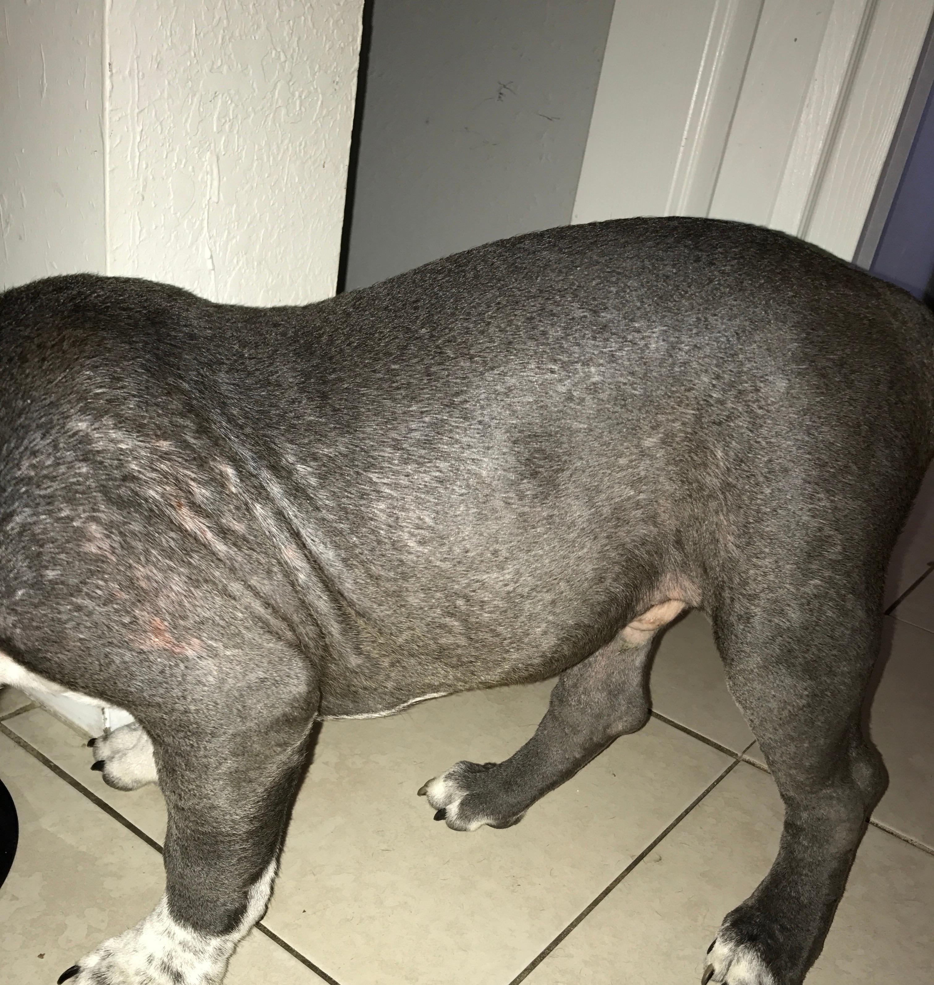 Why is my dog's skin red and itchy after demodex treatment? | Petco