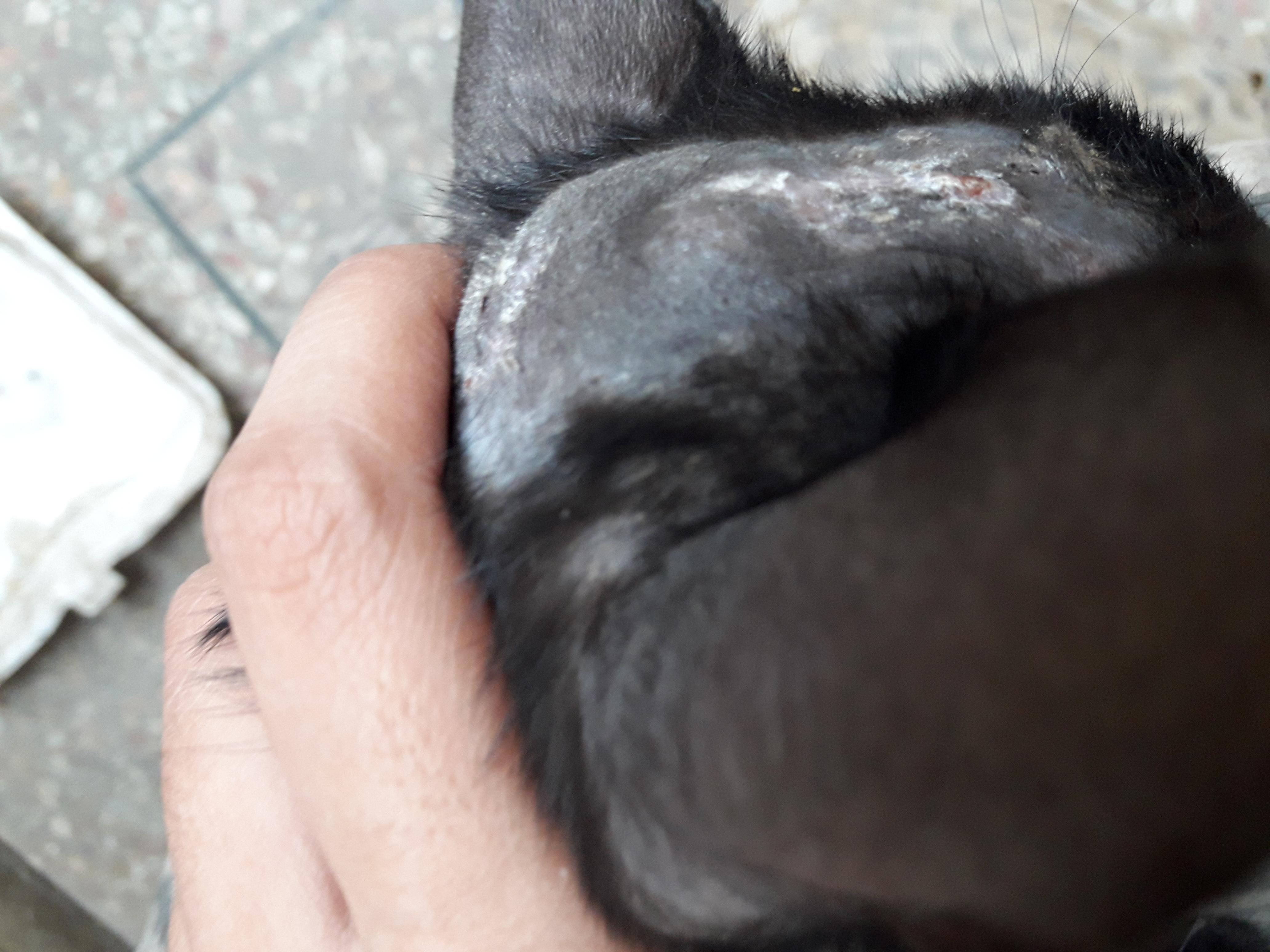 Is Your Cat's Recurring Head Bump an Abscess? What Should I Do? | Petco