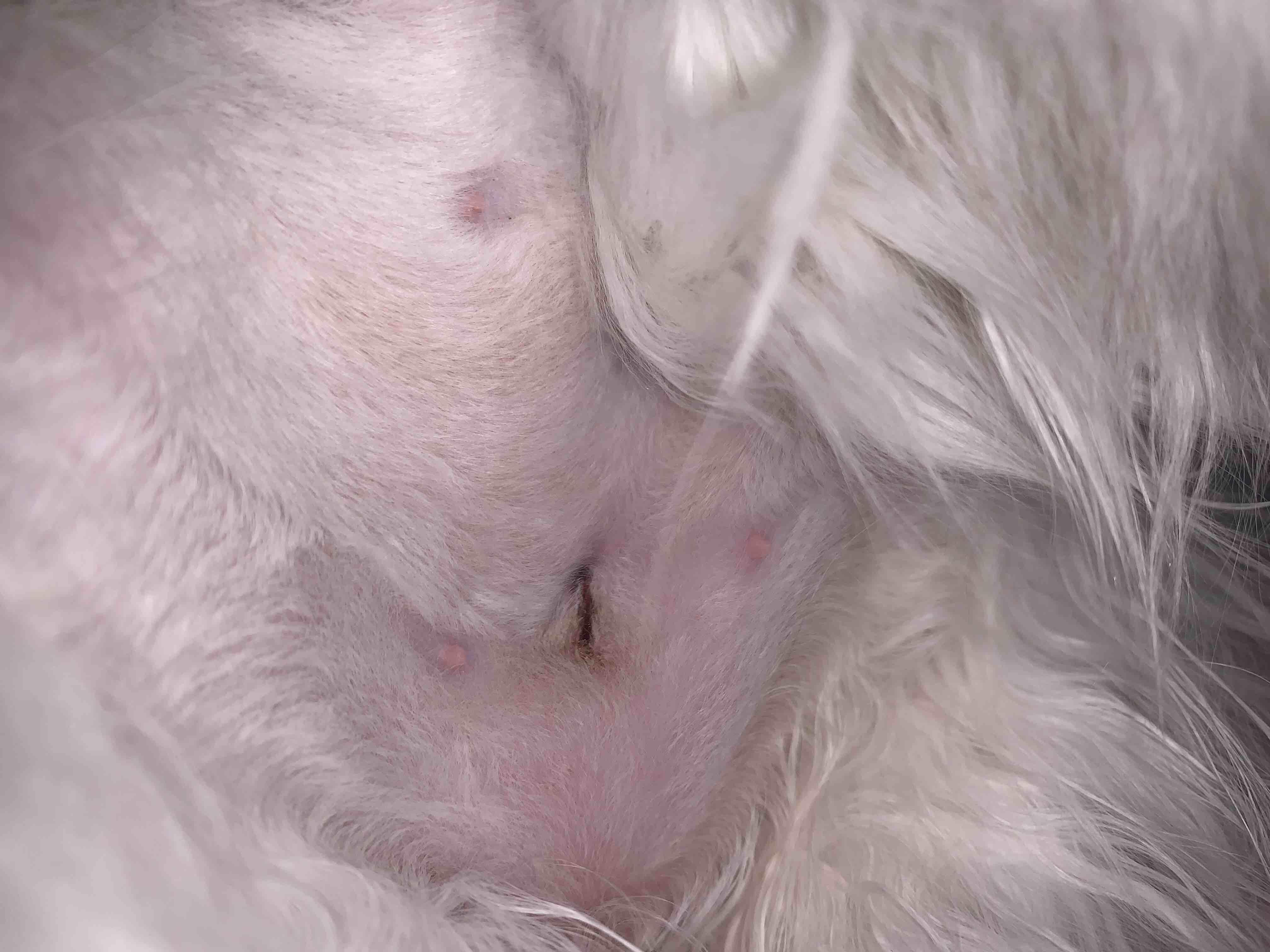 Cat Licked Spay Incision: Is Dried Blood Normal 6 Days Later? | Petco