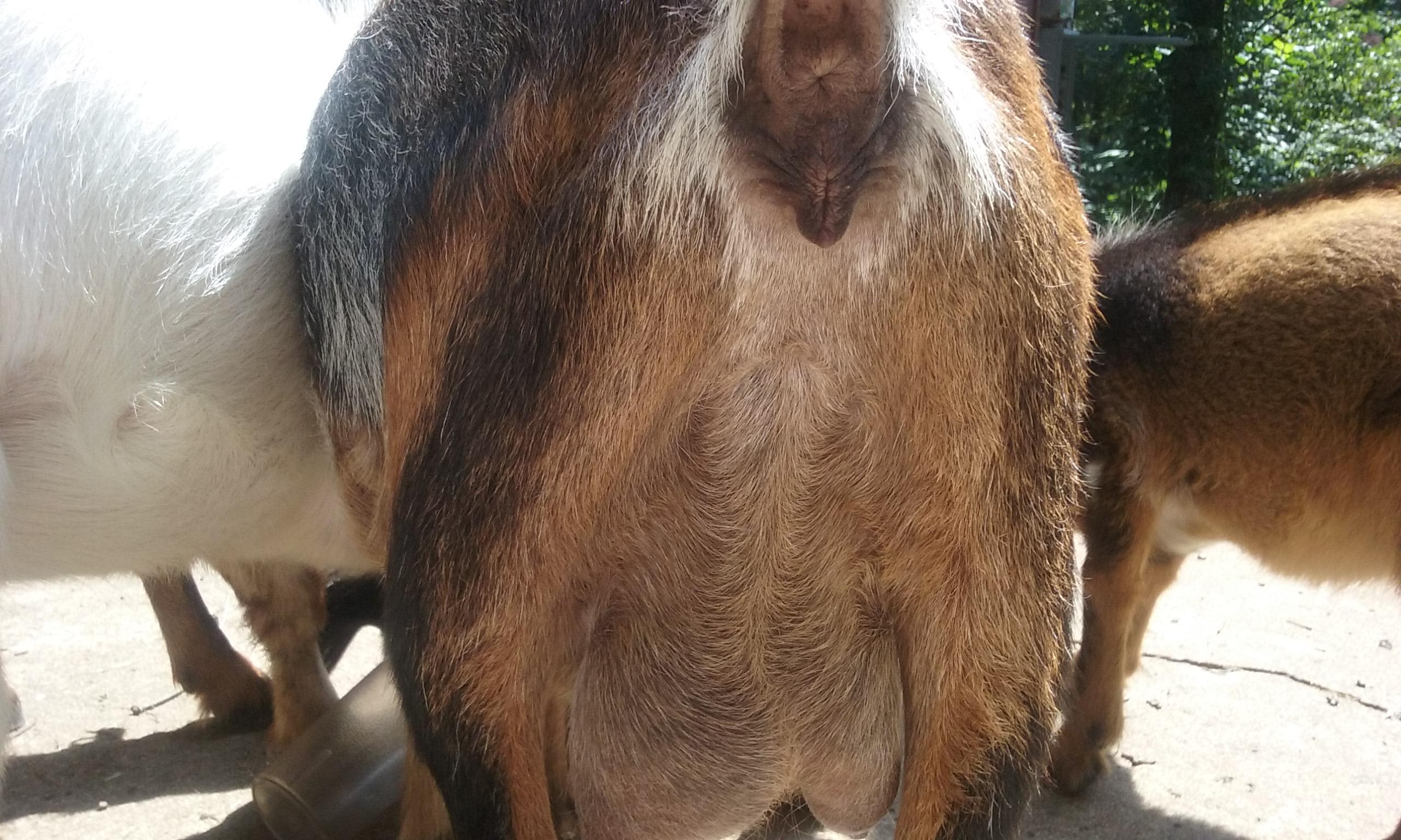 Why is my pregnant goat's udder uneven and one side larger? | Petco