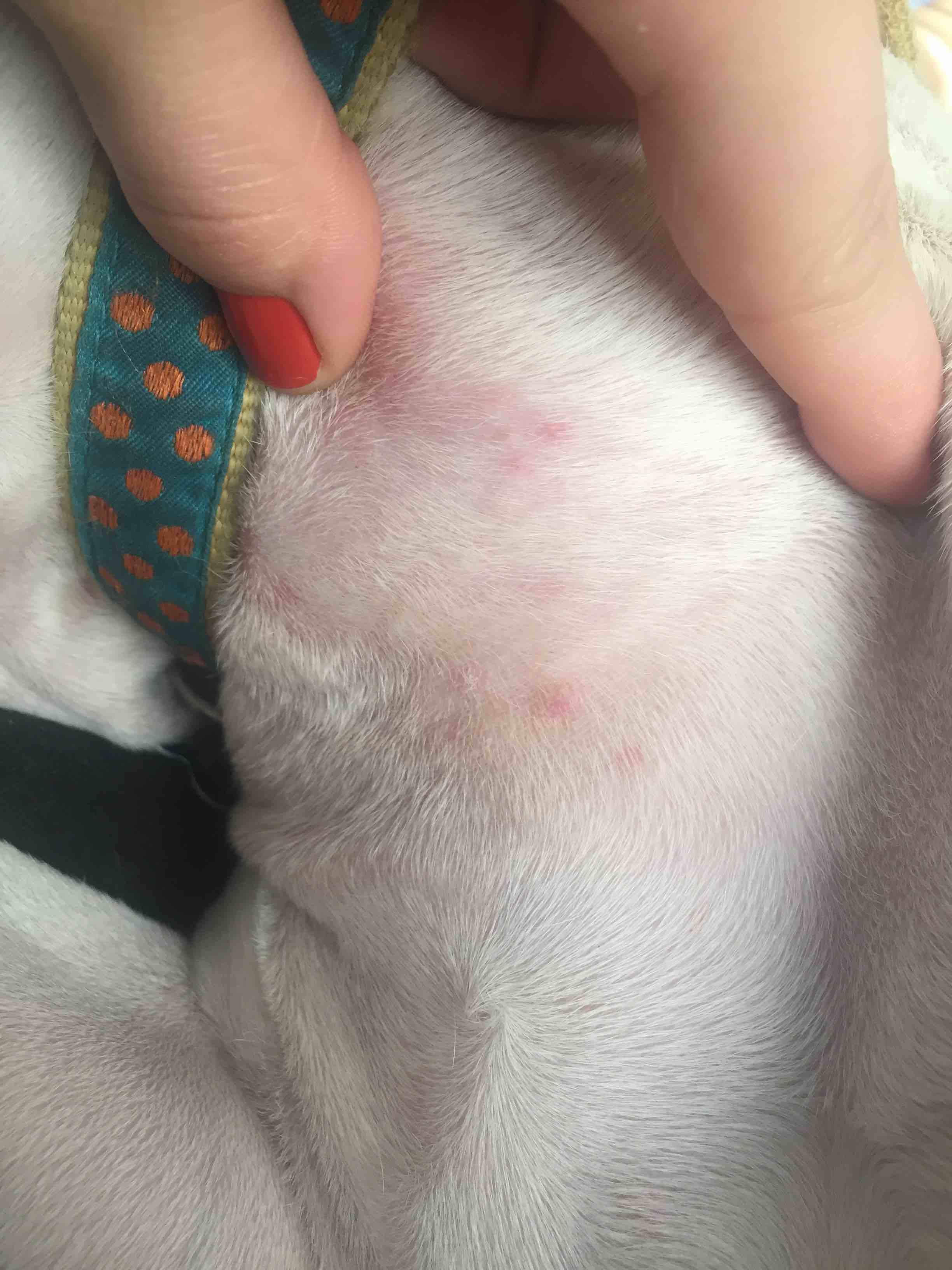 Why Your Pitbull Has a Spreading Rash But Isn't Itching | Petco