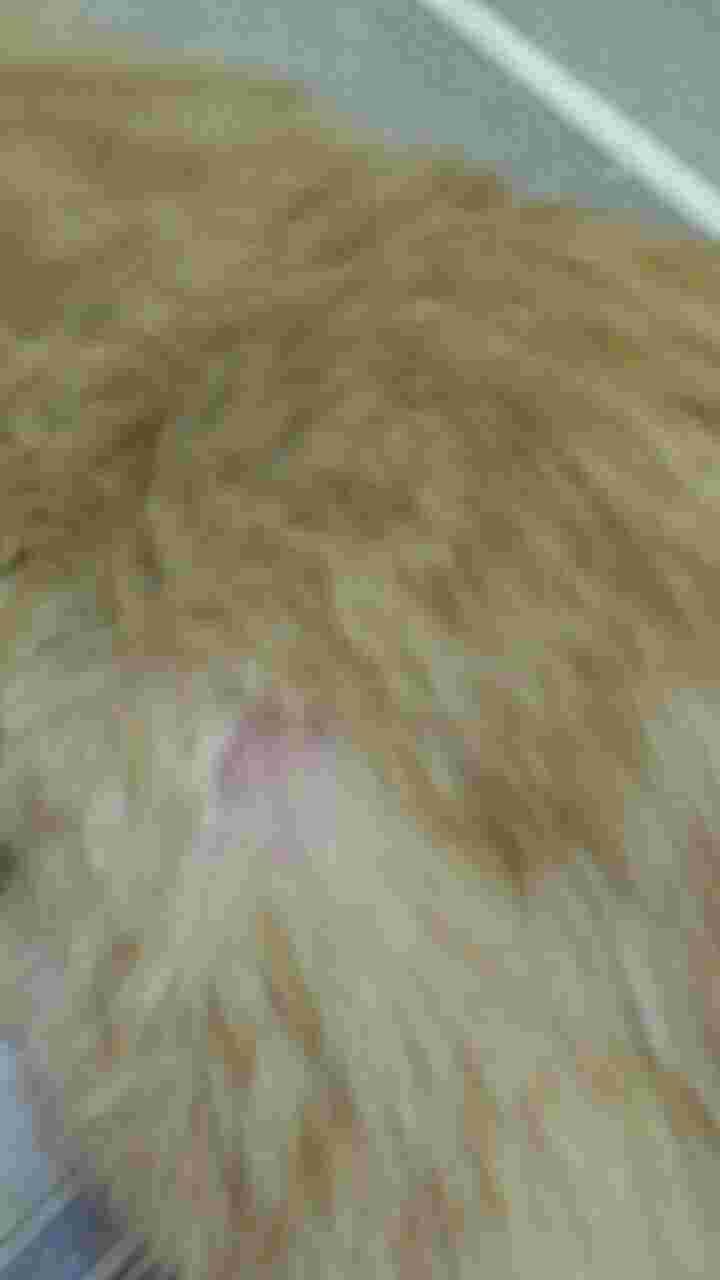 Why is my cat's fur missing in a patch and not growing back? | Petco