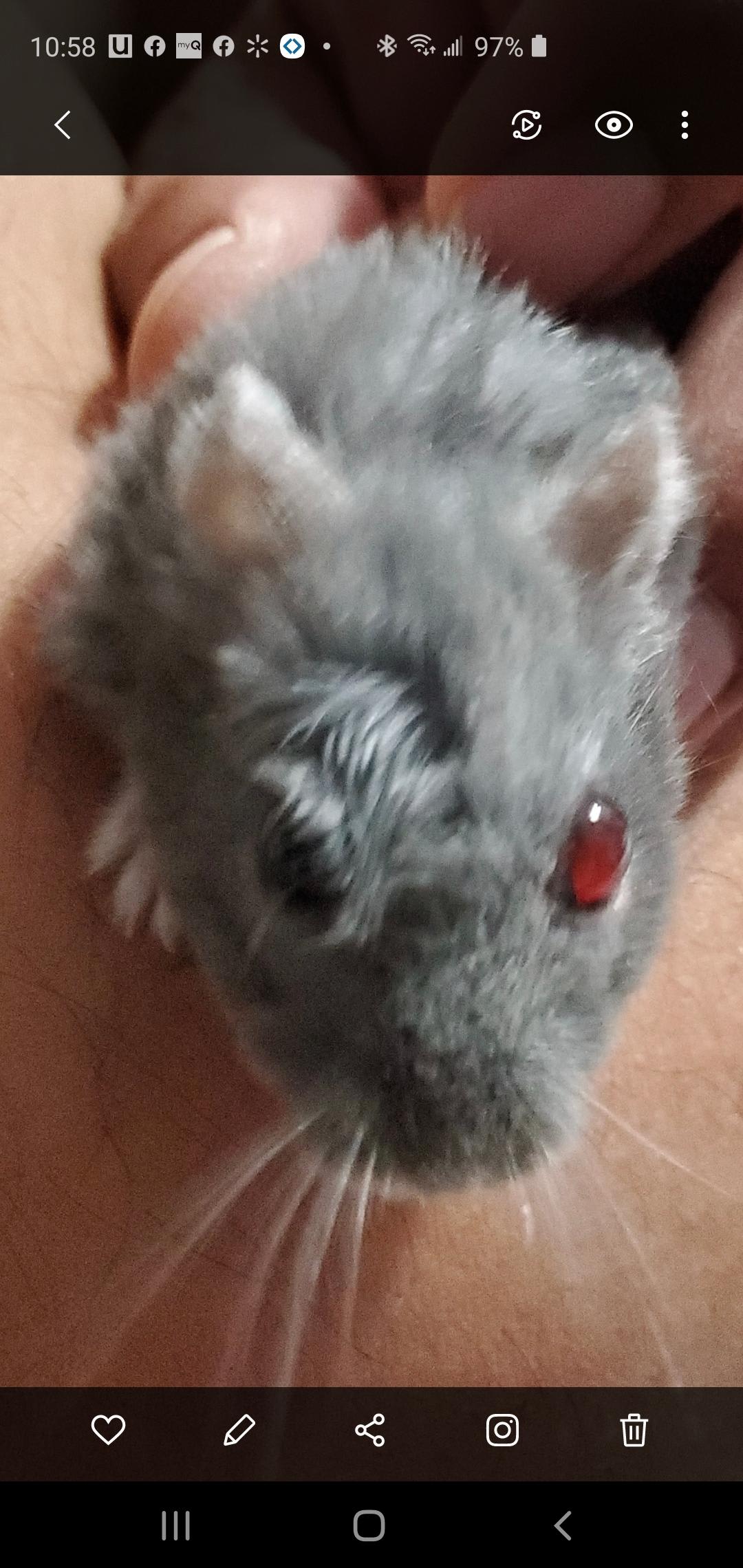 My Hamster's Eye Is Red: What Are The Causes & Treatments? | Petco