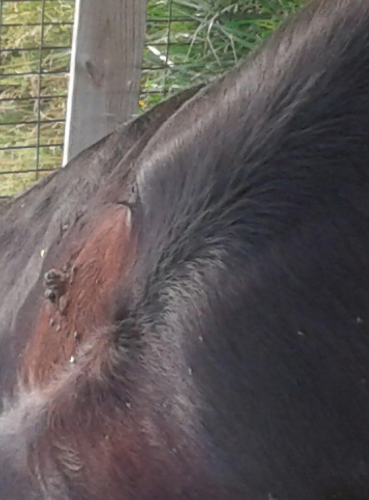 Farm Animal Puncture Wound: What to Use Before the Vet Arrives | Petco