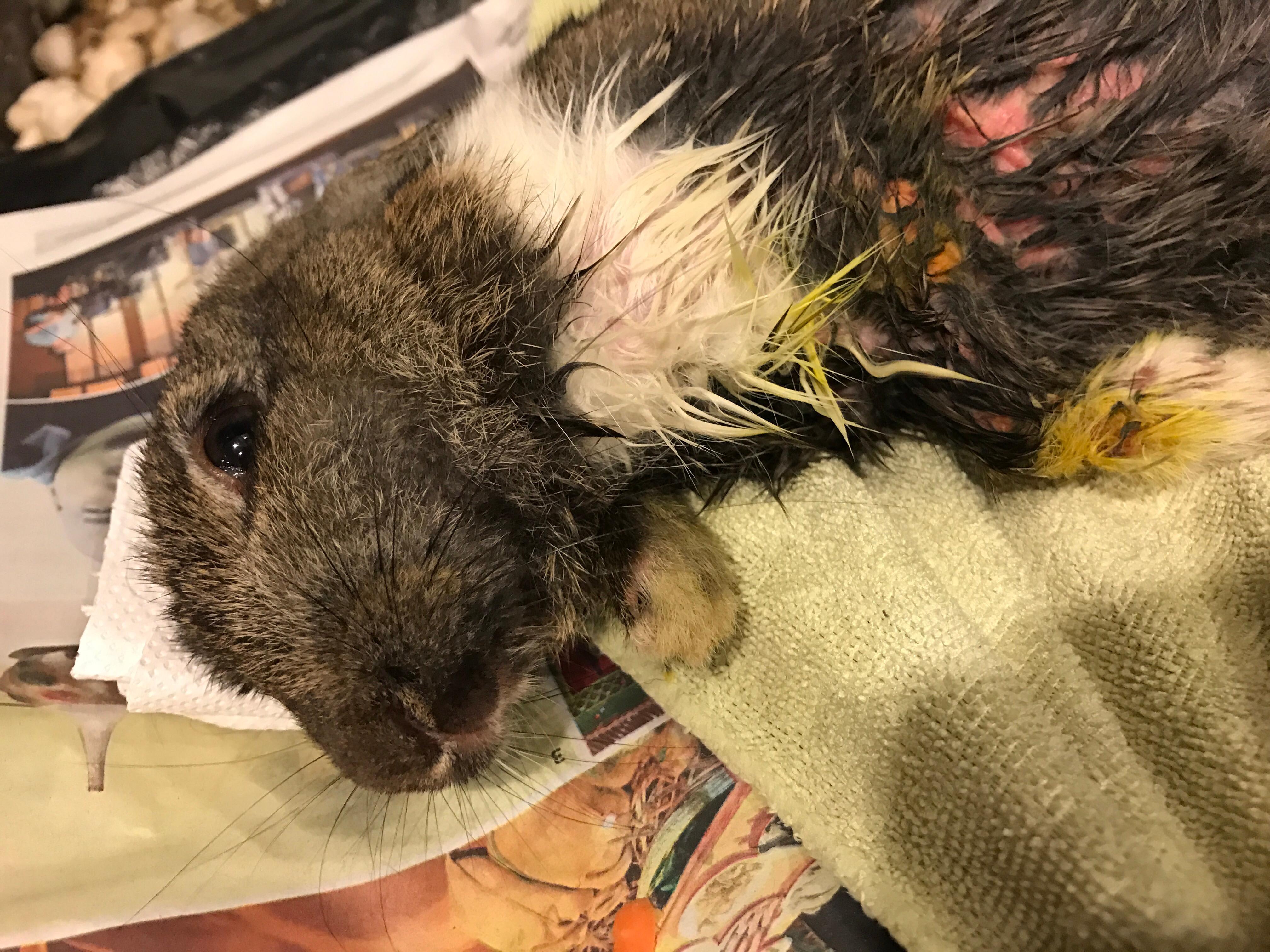Rabbit Won't Walk, Wet, Smells Bad, Won't Eat After Boarding? | Petco