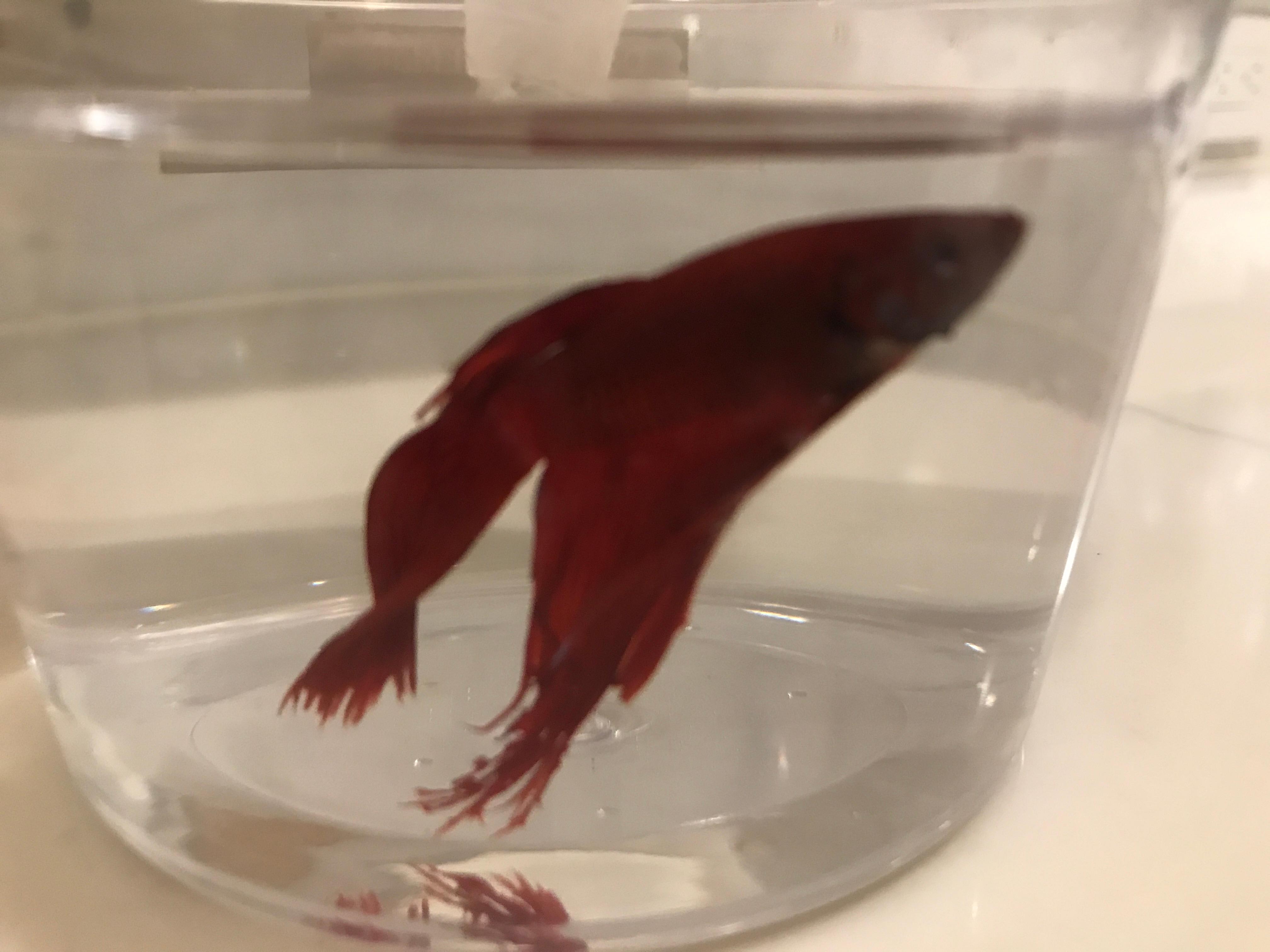 Betta Has Fin Rot After Water Change? Learn What to Do Next | Petco