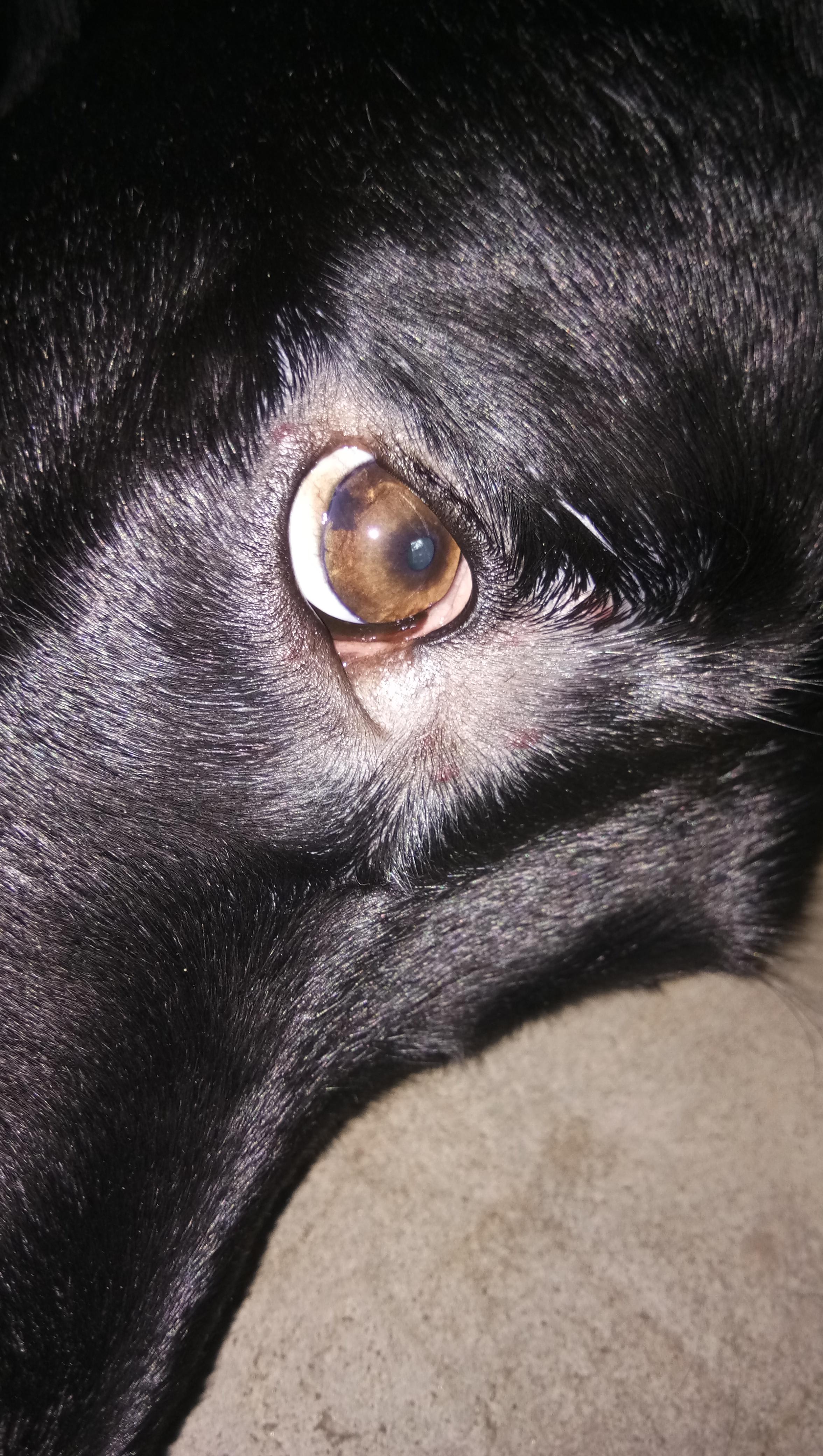 My dog's red eye rashes aren't healing with cream. What's next? | Petco