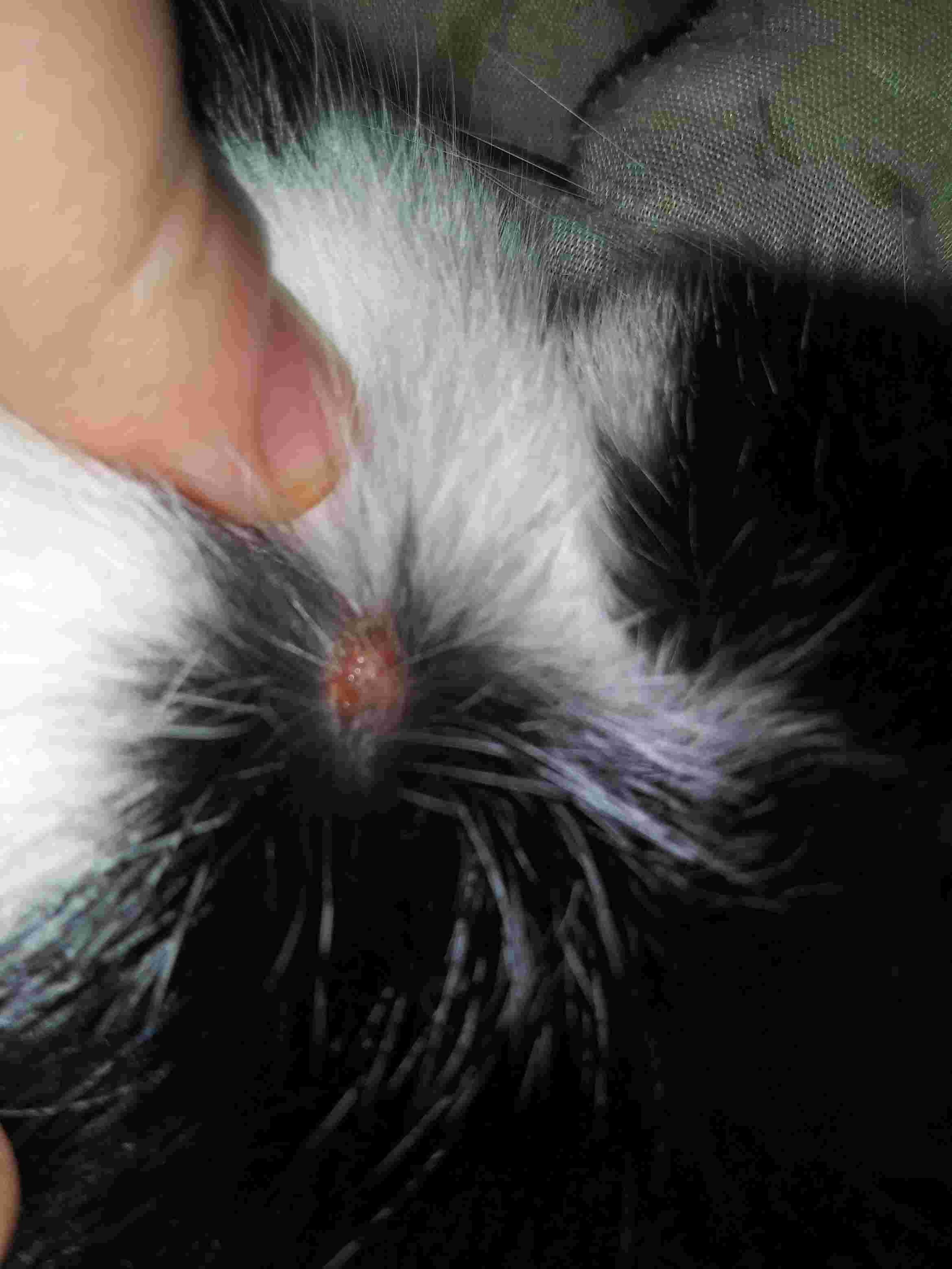 My Cat Has a Red, Inflamed Skin Spot. Could It Be a Hot Spot? | Petco