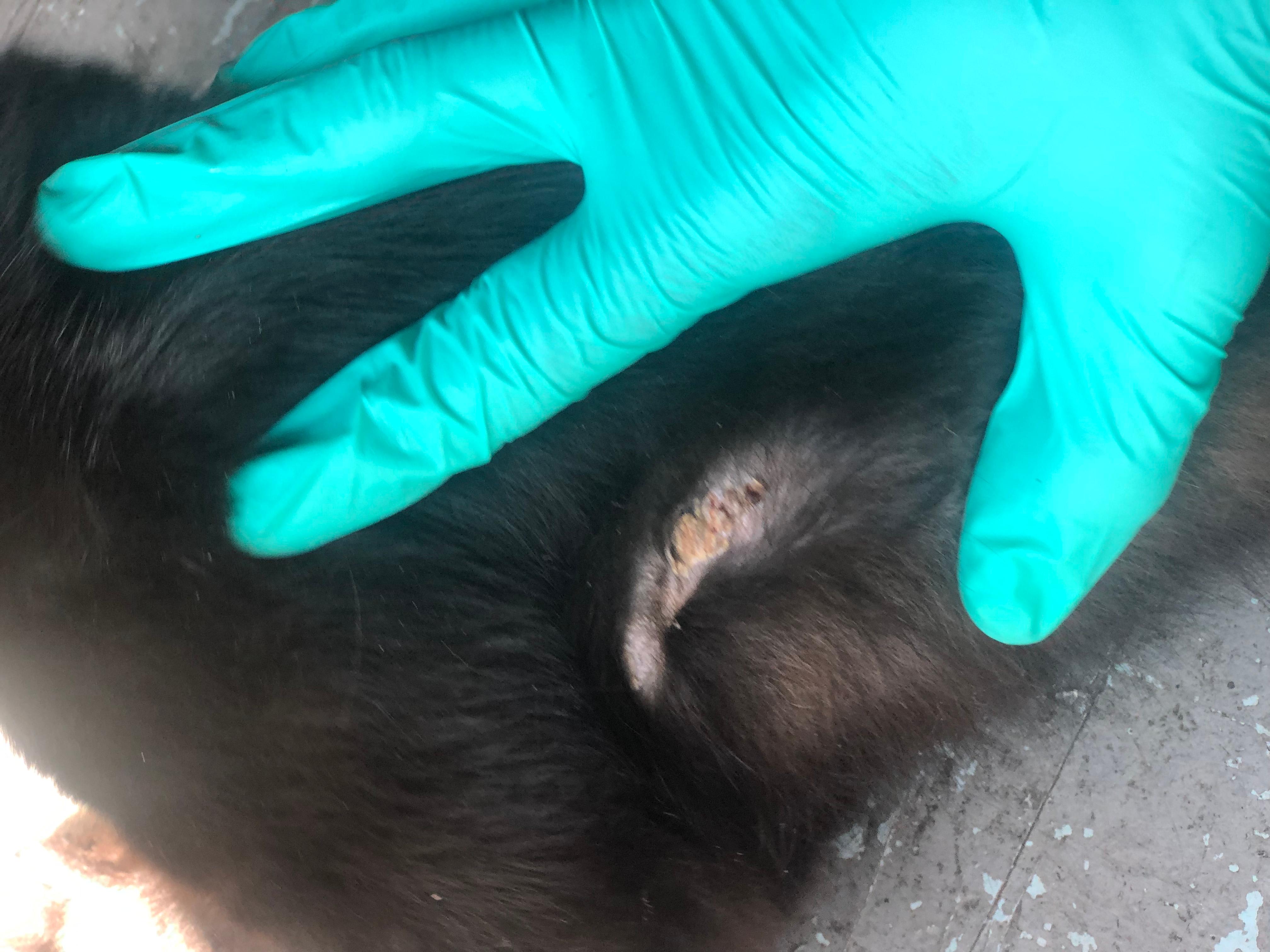 Is it safe to touch a stray cat with cysts that came home? | Petco