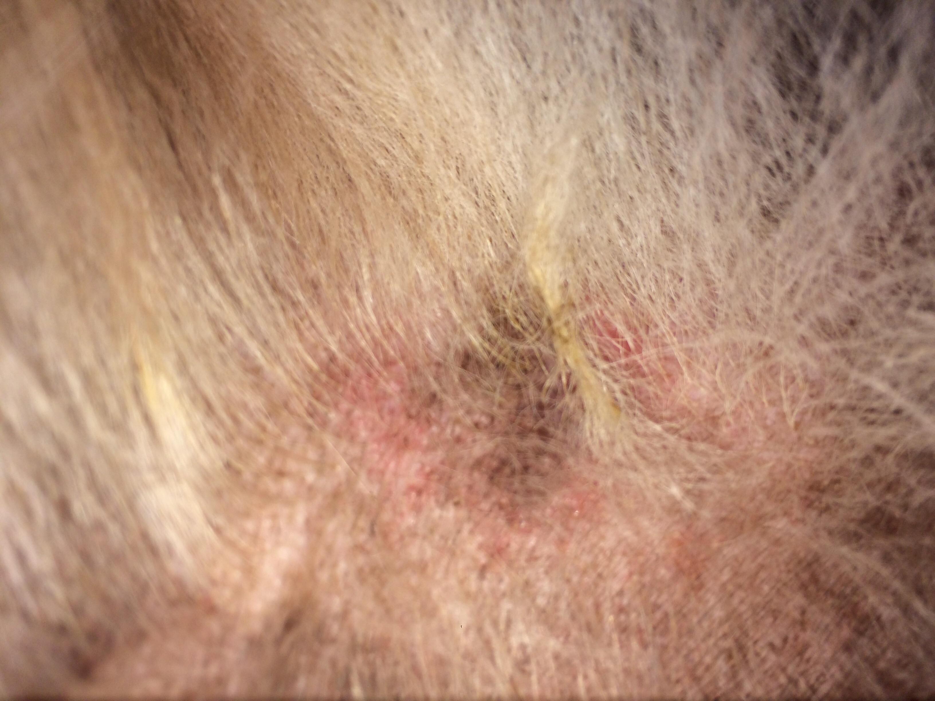 My Dog Has Scabs & Is Scratching: Is It a Skin Infection? Find Out | Petco