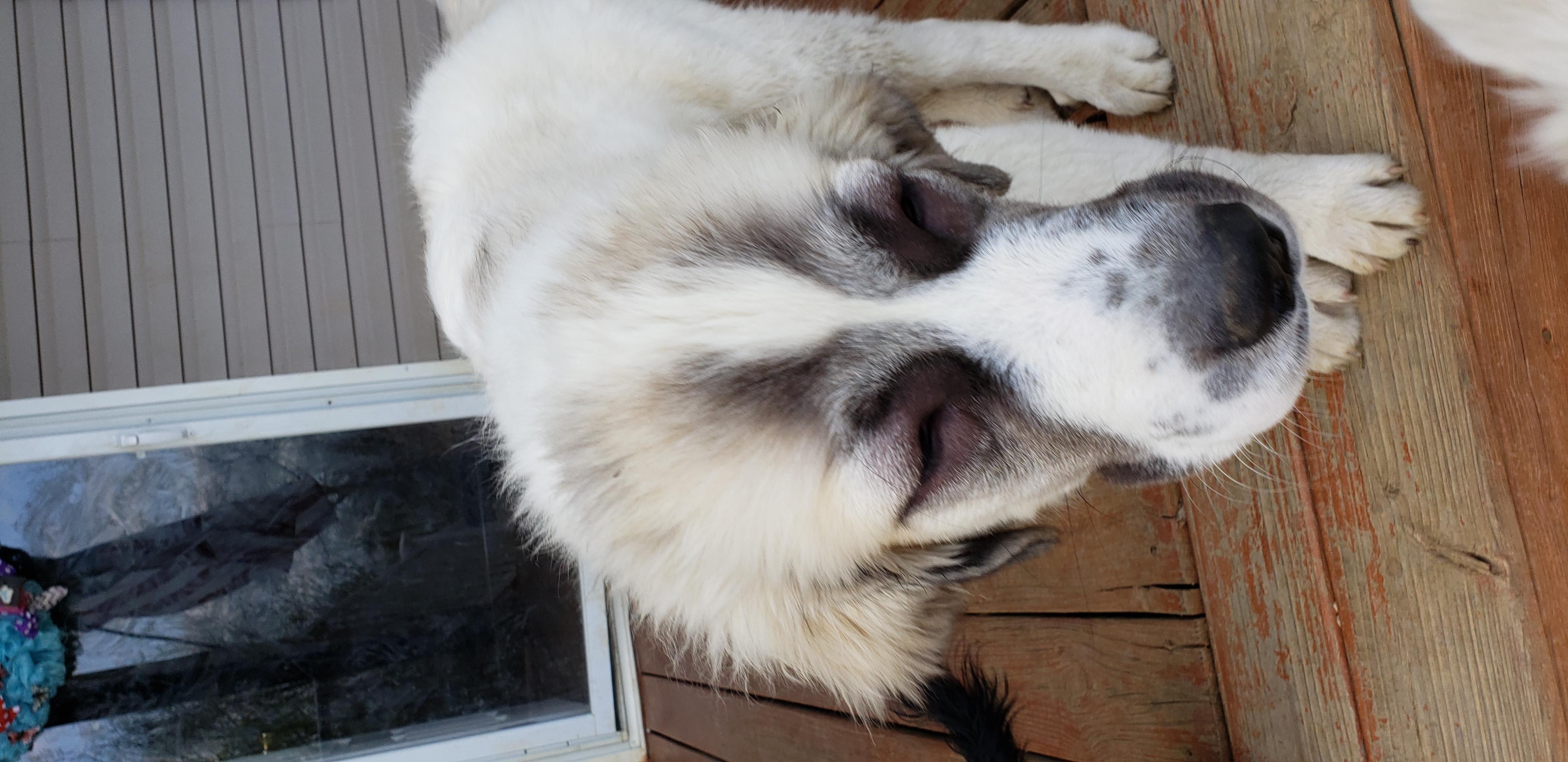 Why are my 4-month Great Pyrenees puppy's eyes suddenly swollen? | Petco
