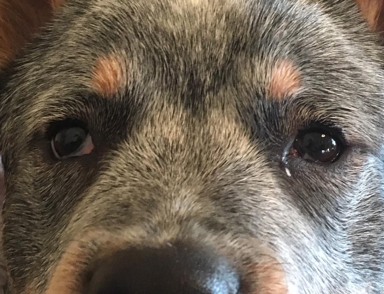 Why is my dog's eye pink, swollen, and has recurring discharge? | Petco