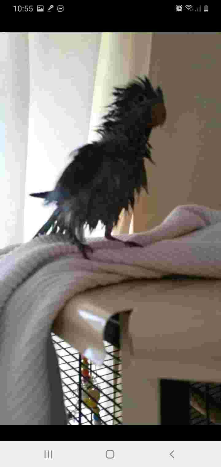 Why did my Quaker parrot die suddenly, bleeding from the mouth? | Petco