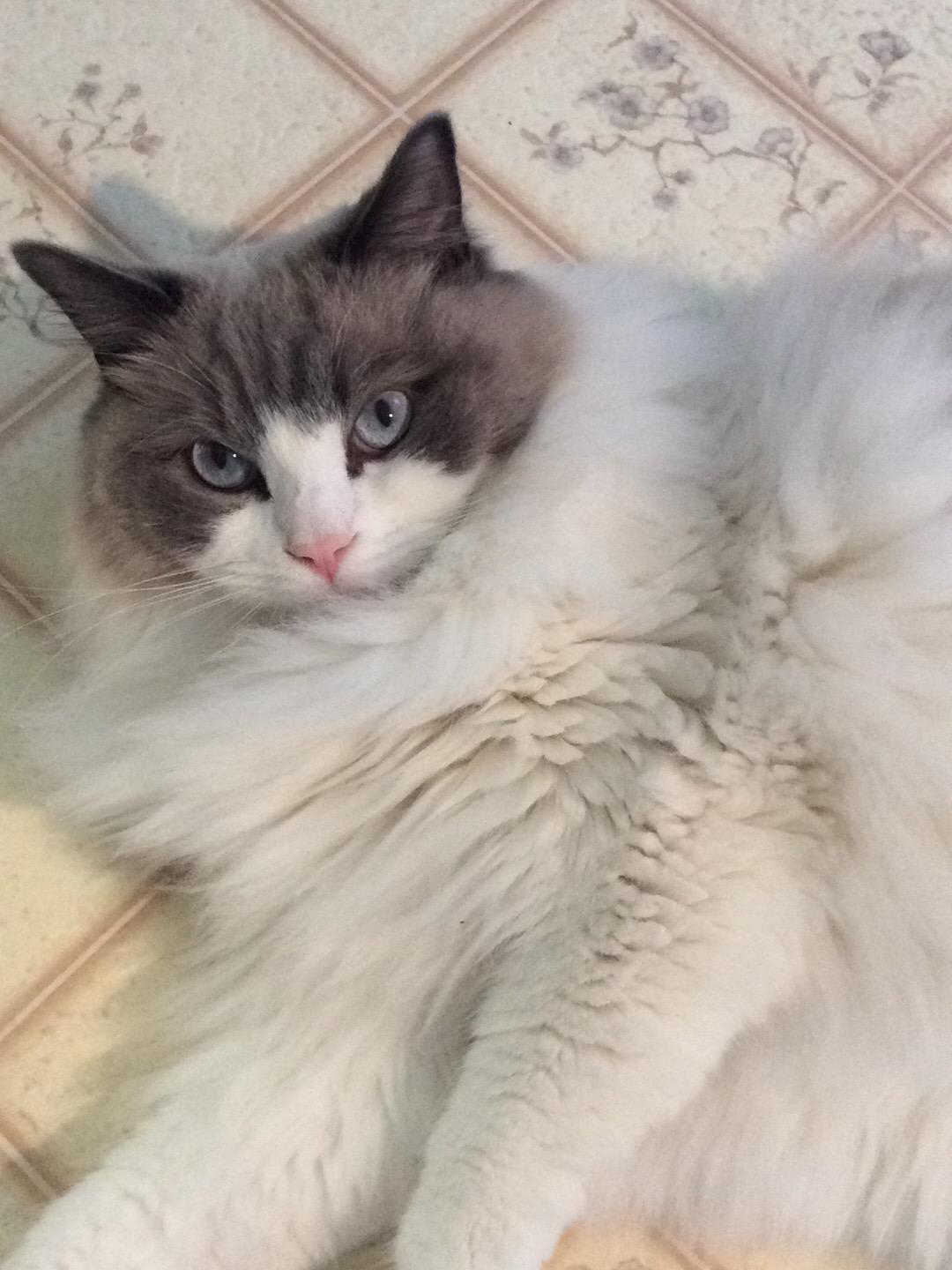 Is my 1.5-year-old Ragdoll cat's every-other-day poop normal? | Petco