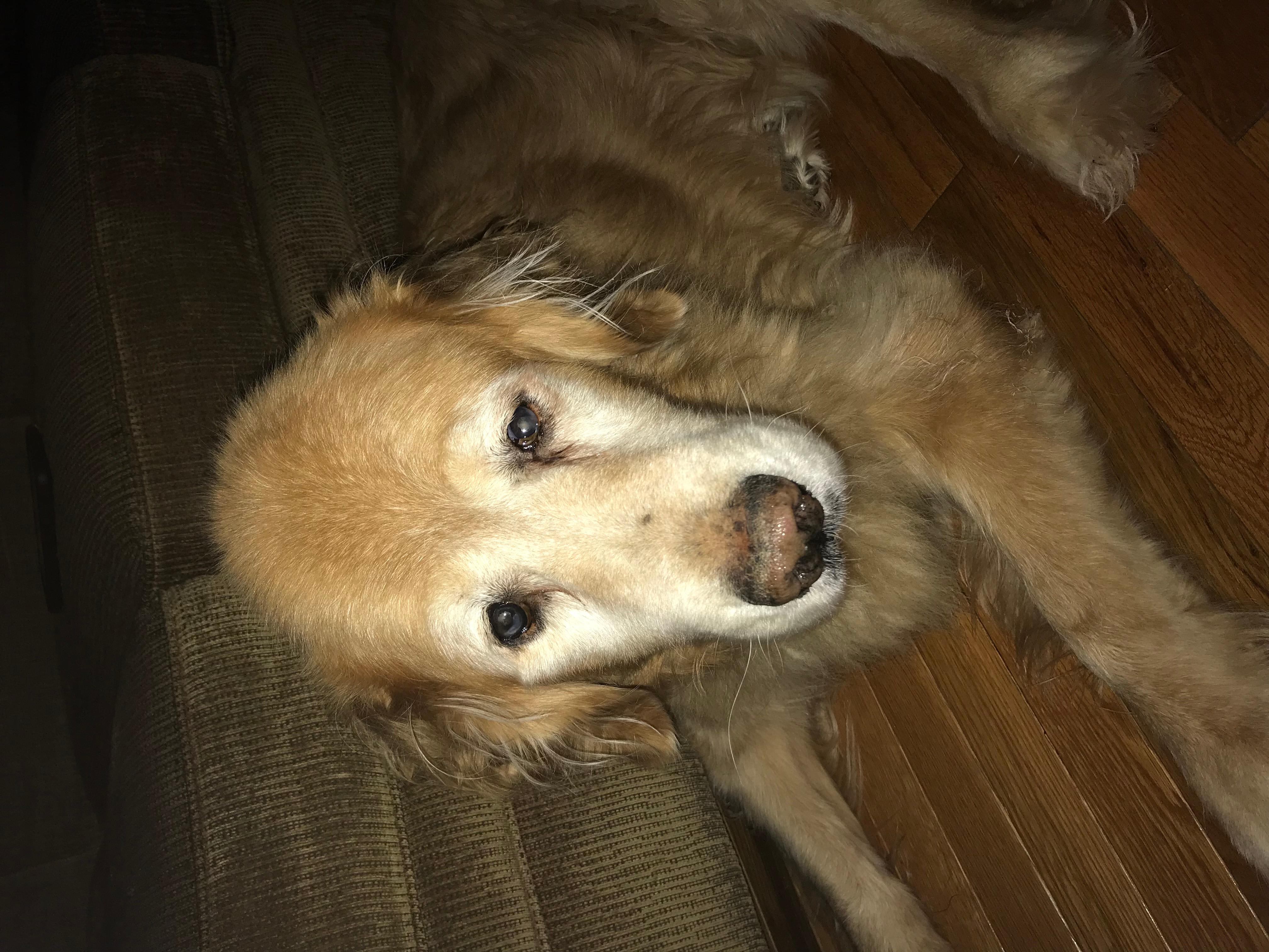 Why Is Your Older Dog's Head Lumpy or Cone-Shaped? Learn More | Petco