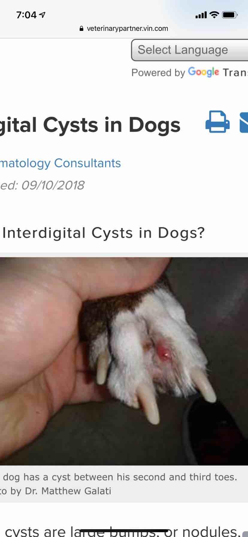 Dog Biting Paw? Is it an Interdigital Cyst? Home Remedies | Petco