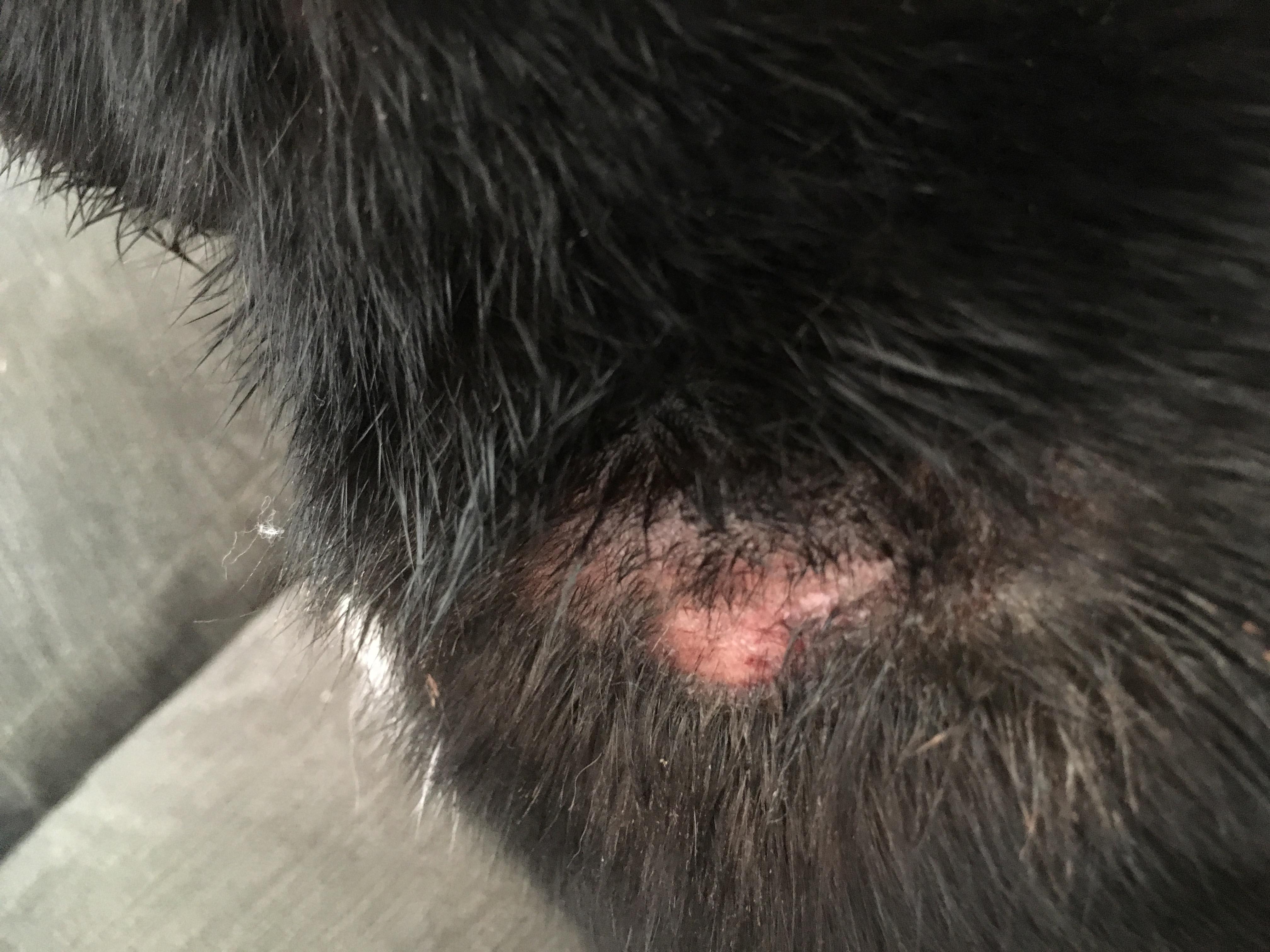Why is my cat scratching neck, ears, and chin until it bleeds? | Petco