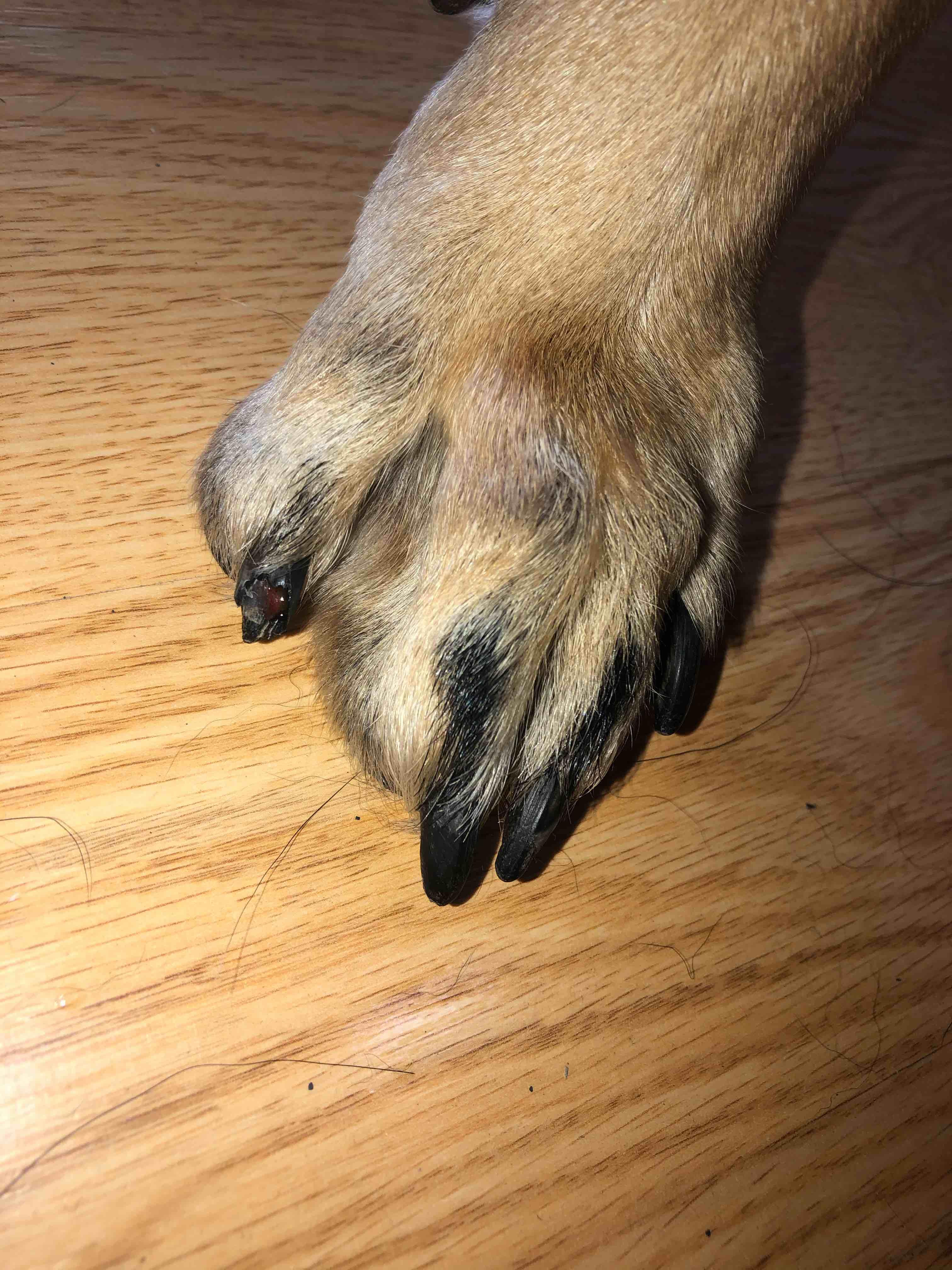 My Dog's Nails Are Brittle, Breaking, Cracking. What to Do? | Petco