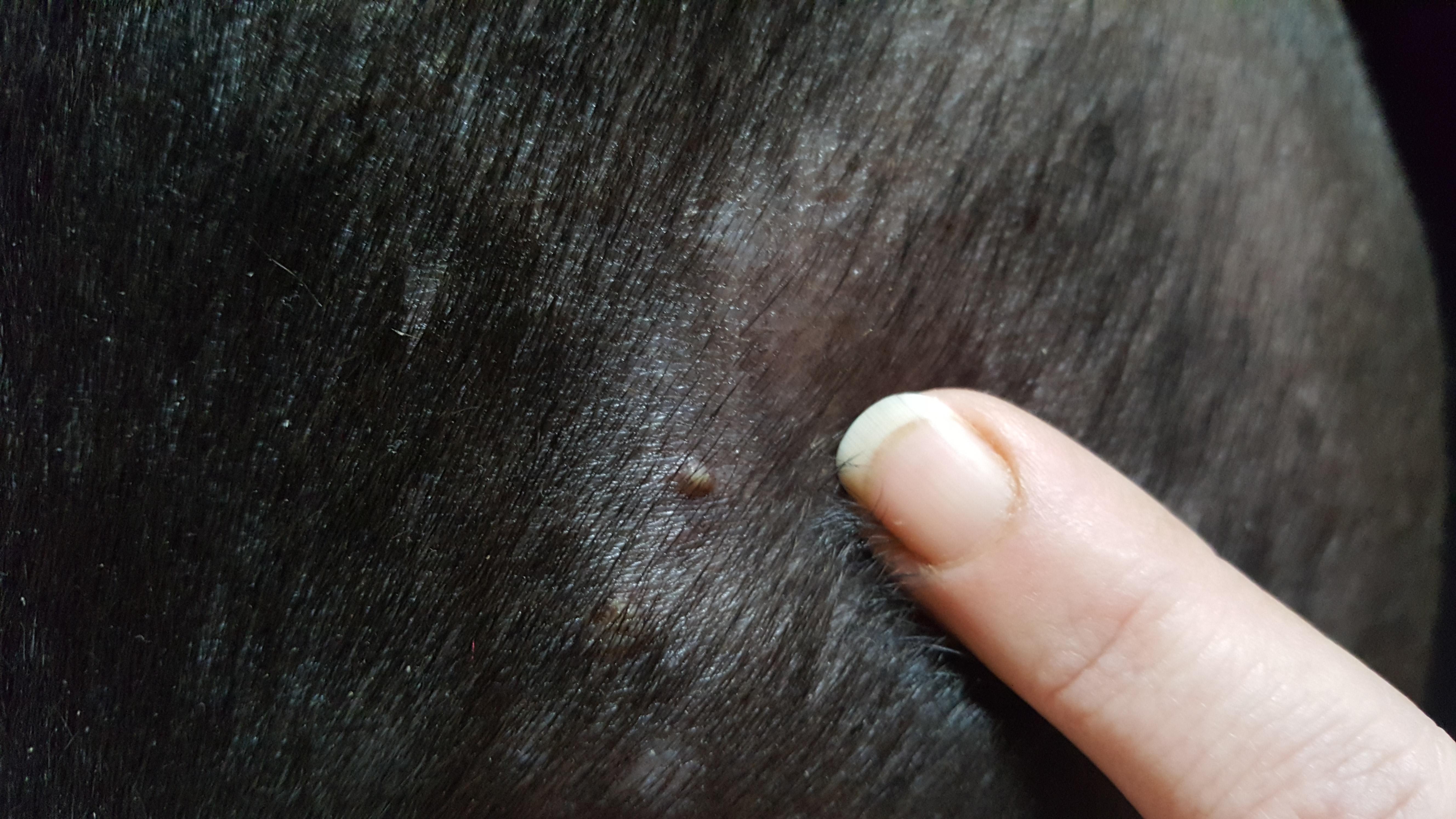 Why are new green pus pimples appearing on my dog in treatment? | Petco