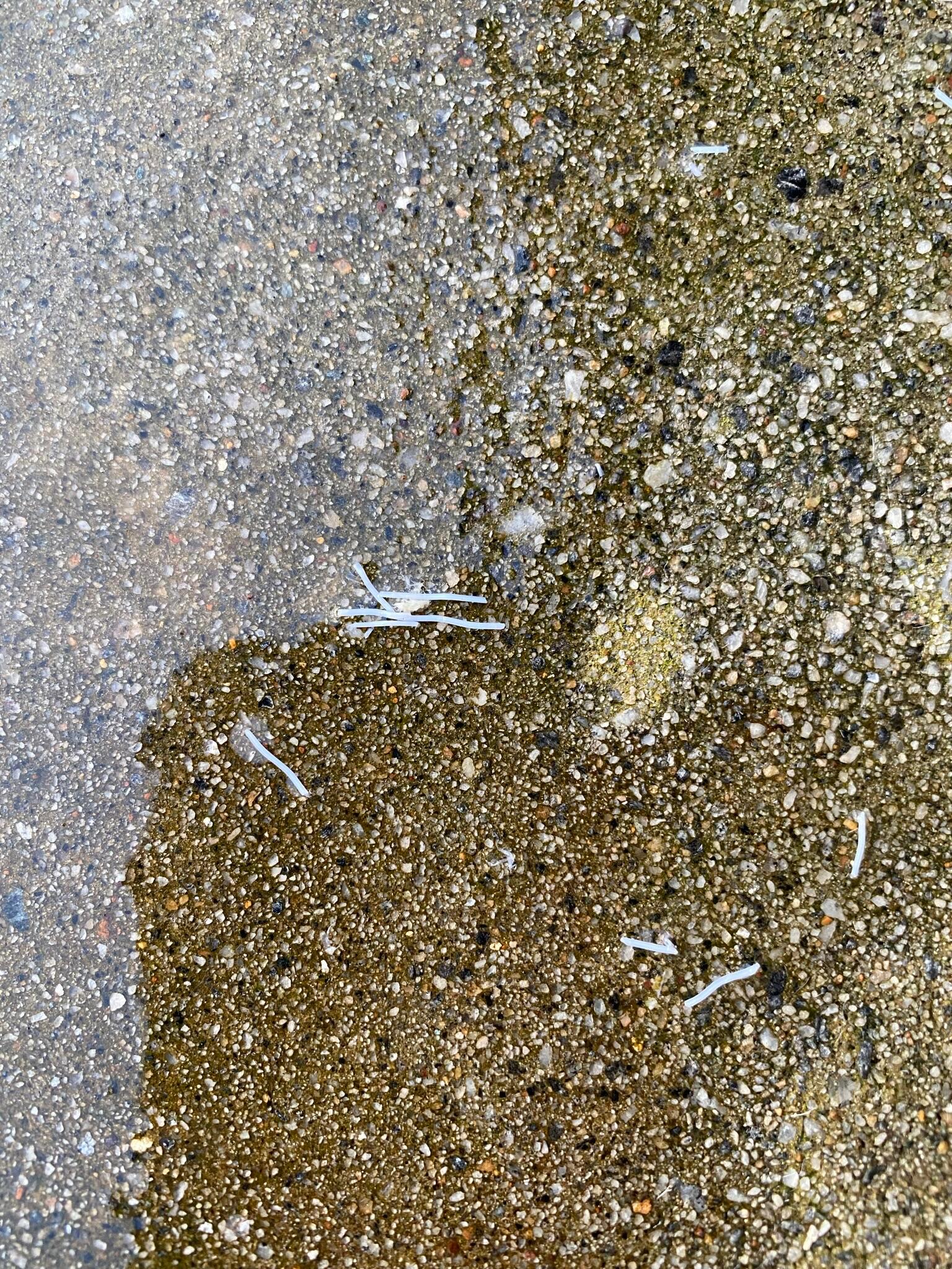 My Dog Vomited White Stringy Things: Worms or Parasites? | Petco