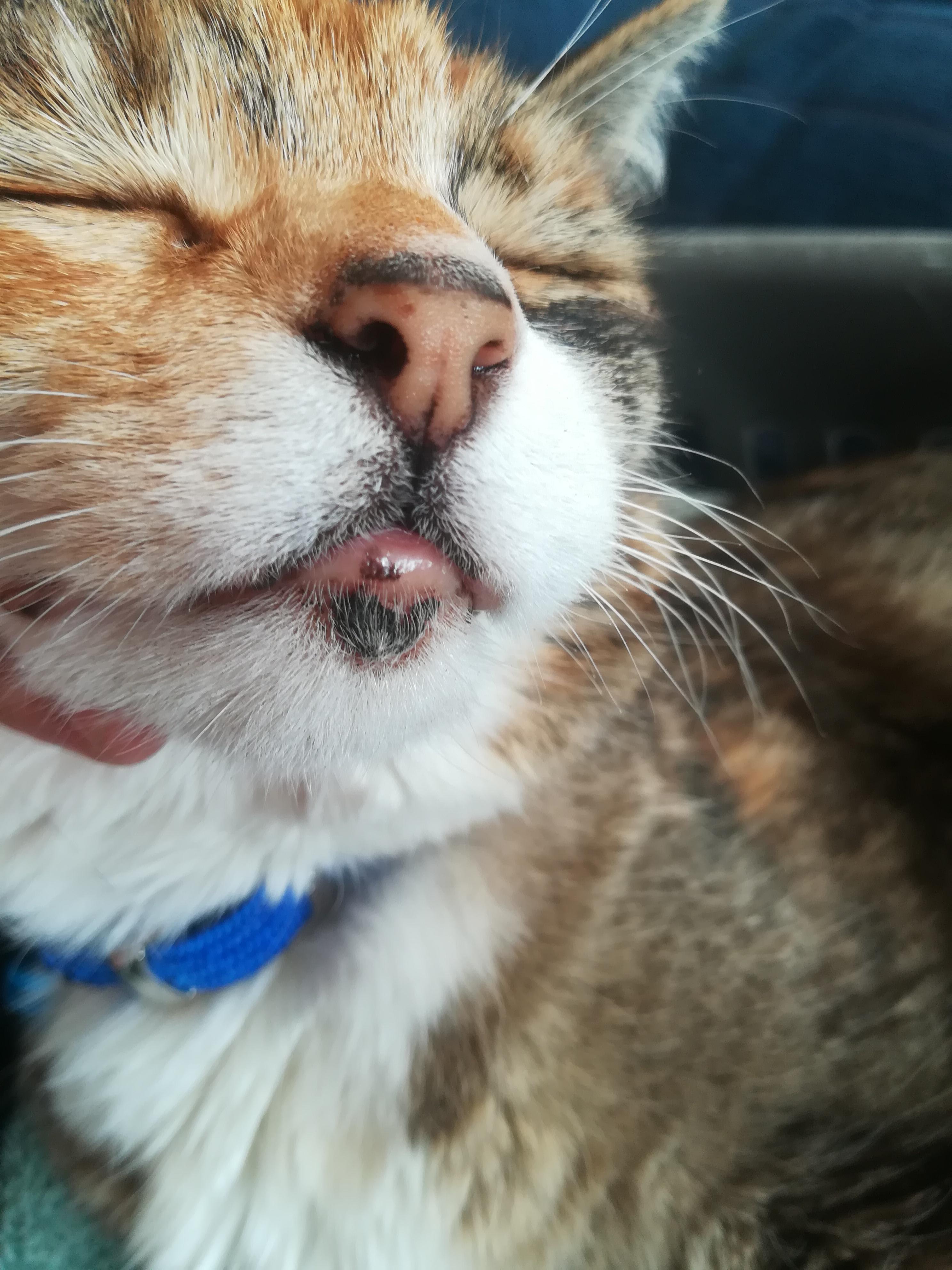 My cat has a recurring black lumpy scab on her chin. What's it? | Petco