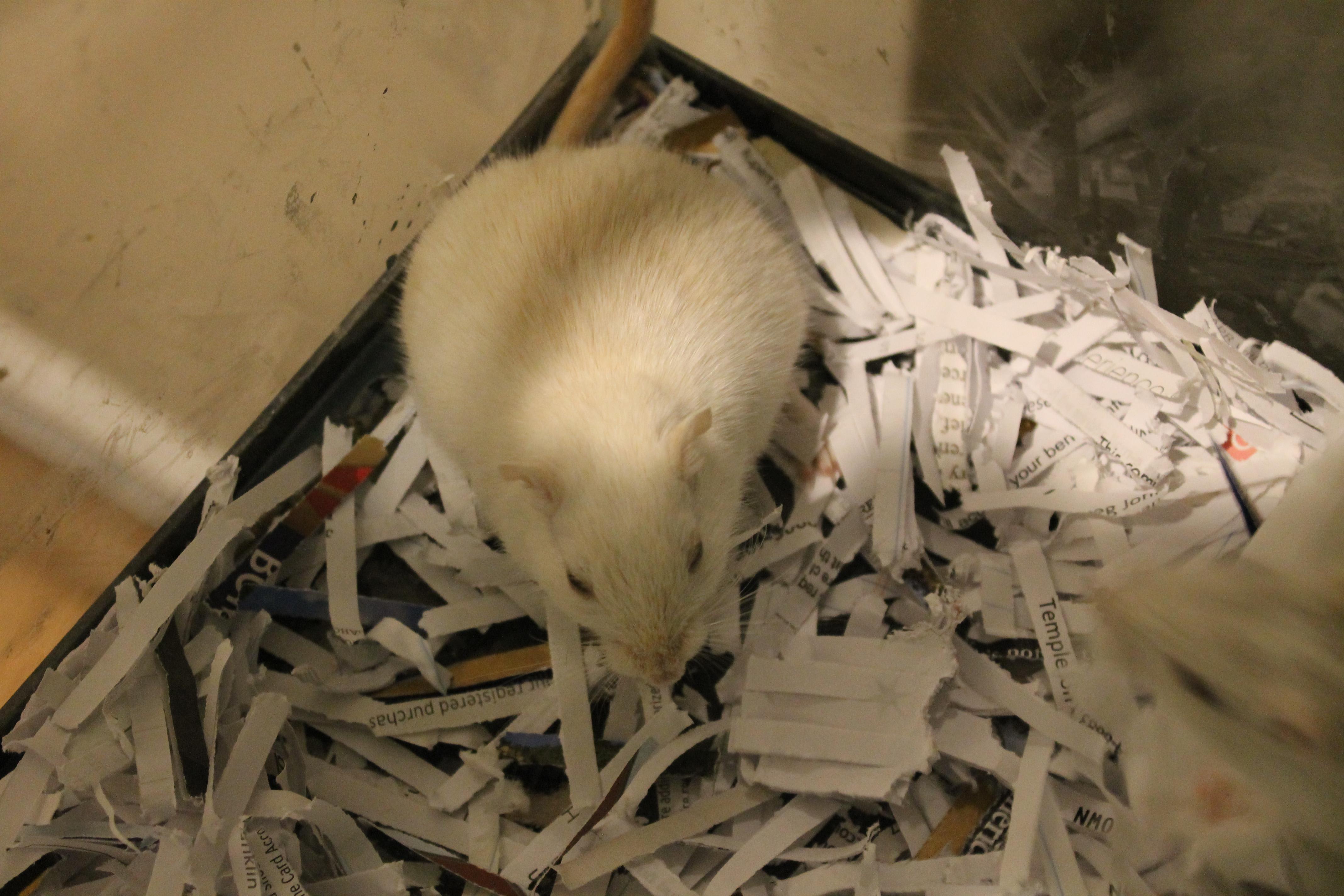Why is my female gerbil bloated, squeaking, and has eye issues? | Petco