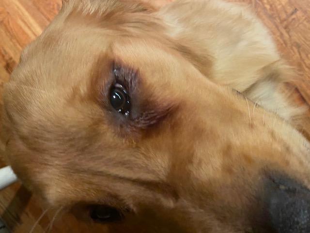 My dog's eye droops post-entropion surgery: Normal or fixable? | Petco