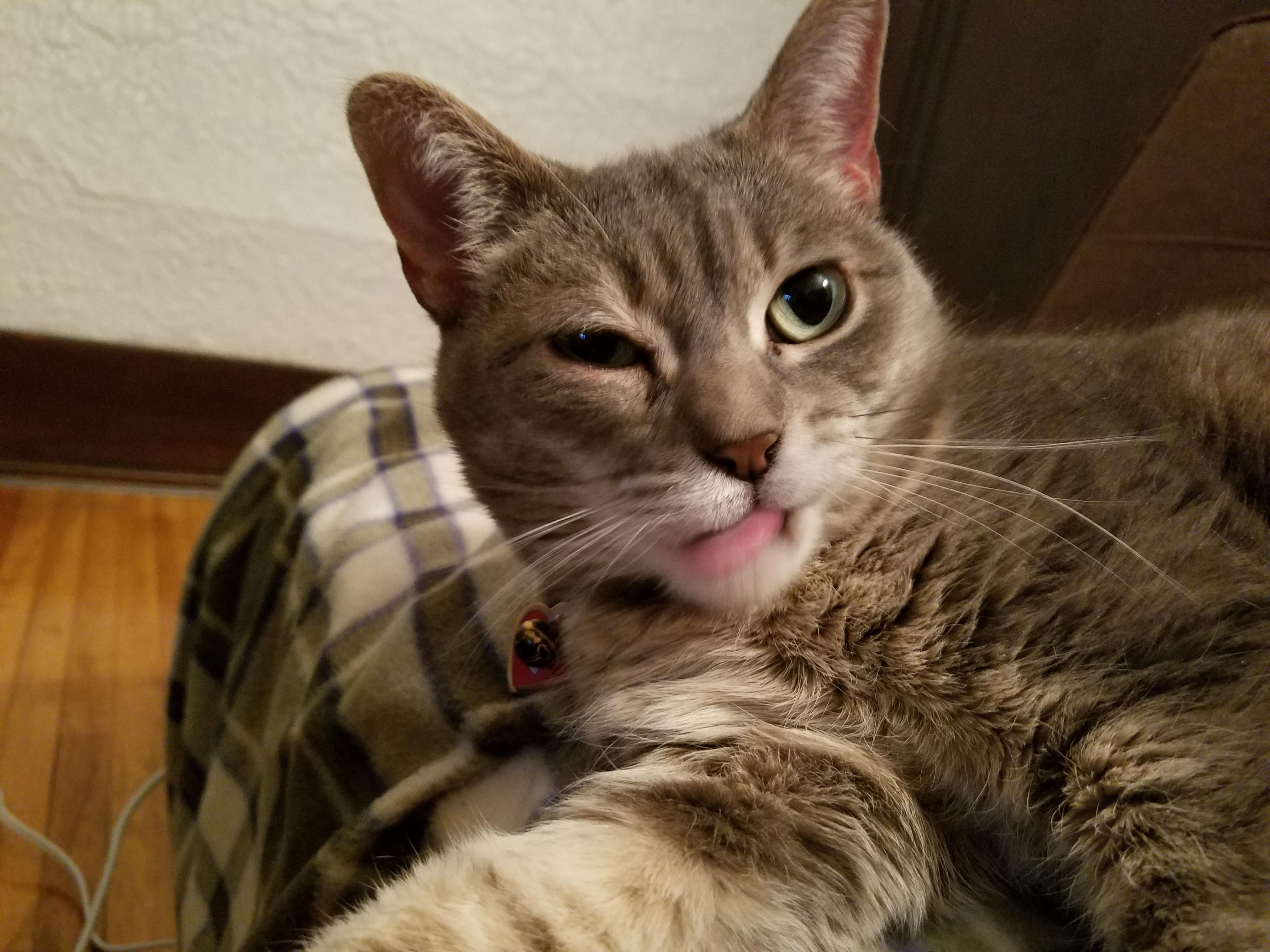 Cat's Eye Swollen & Oozing? Find Out If She Needs Medicine | Petco