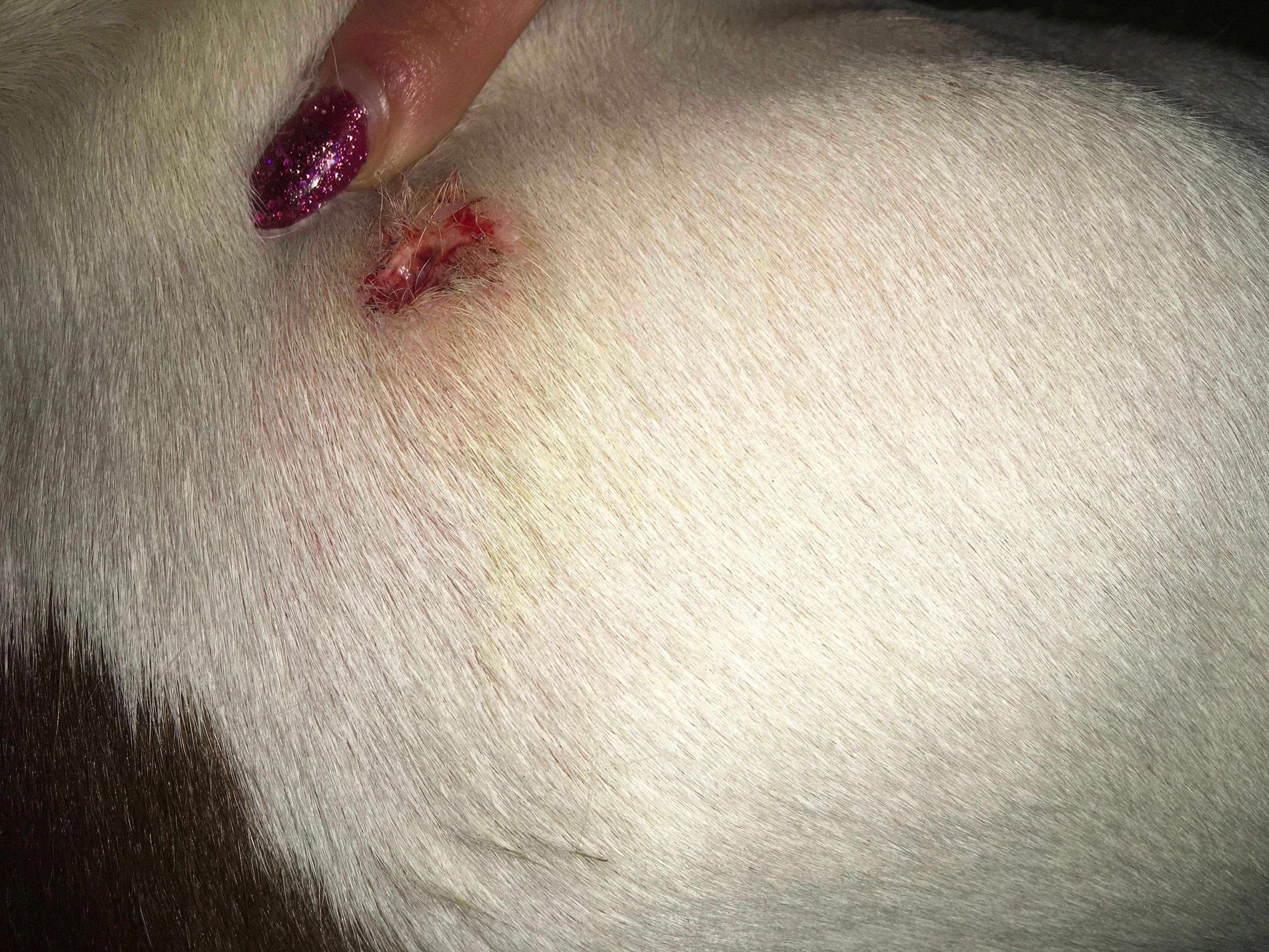 My Dog Was Bitten: What to Do for a Non-Bleeding Wound? | Petco