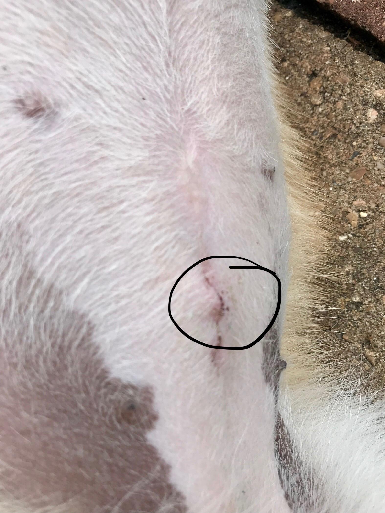 Is a red bump on my dog's spay incision normal after 9 days? | Petco