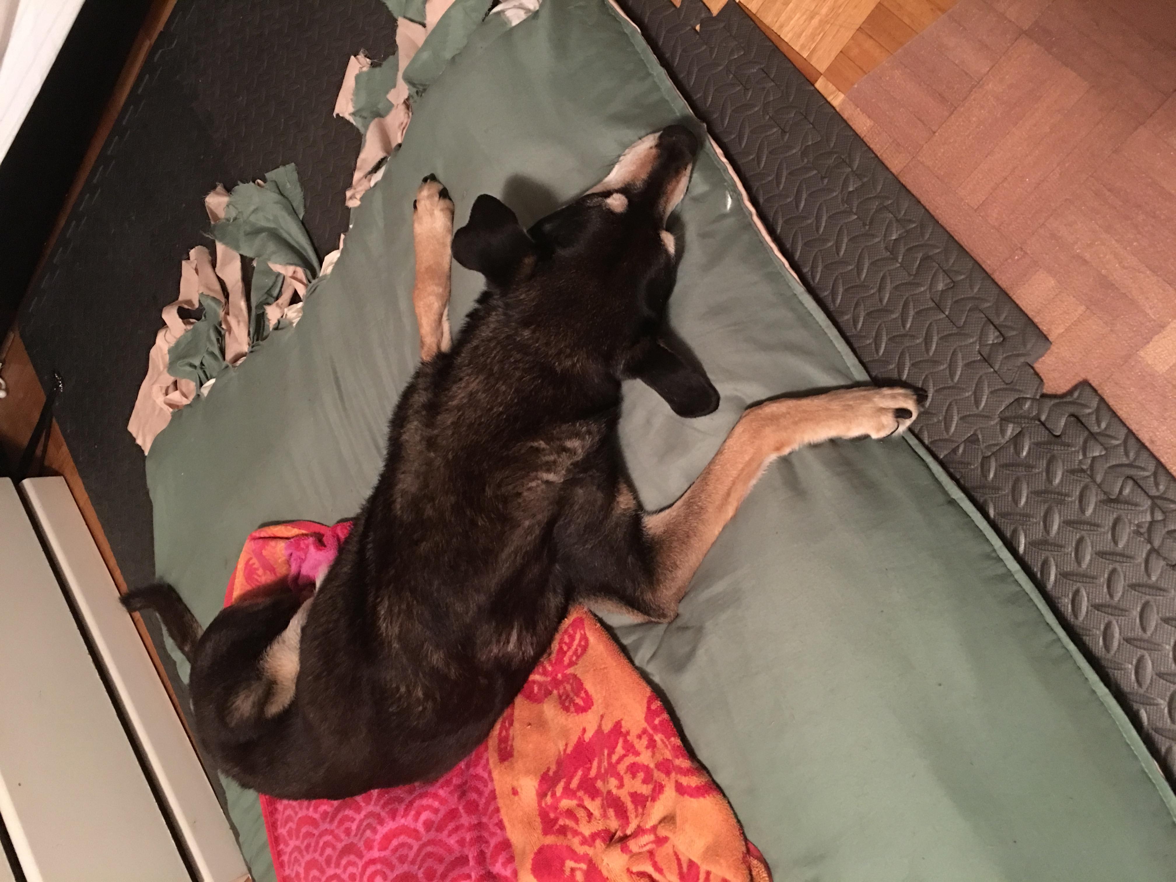 Senior Dog Labored Breathing, Cough, Gagging: What to Do? | Petco