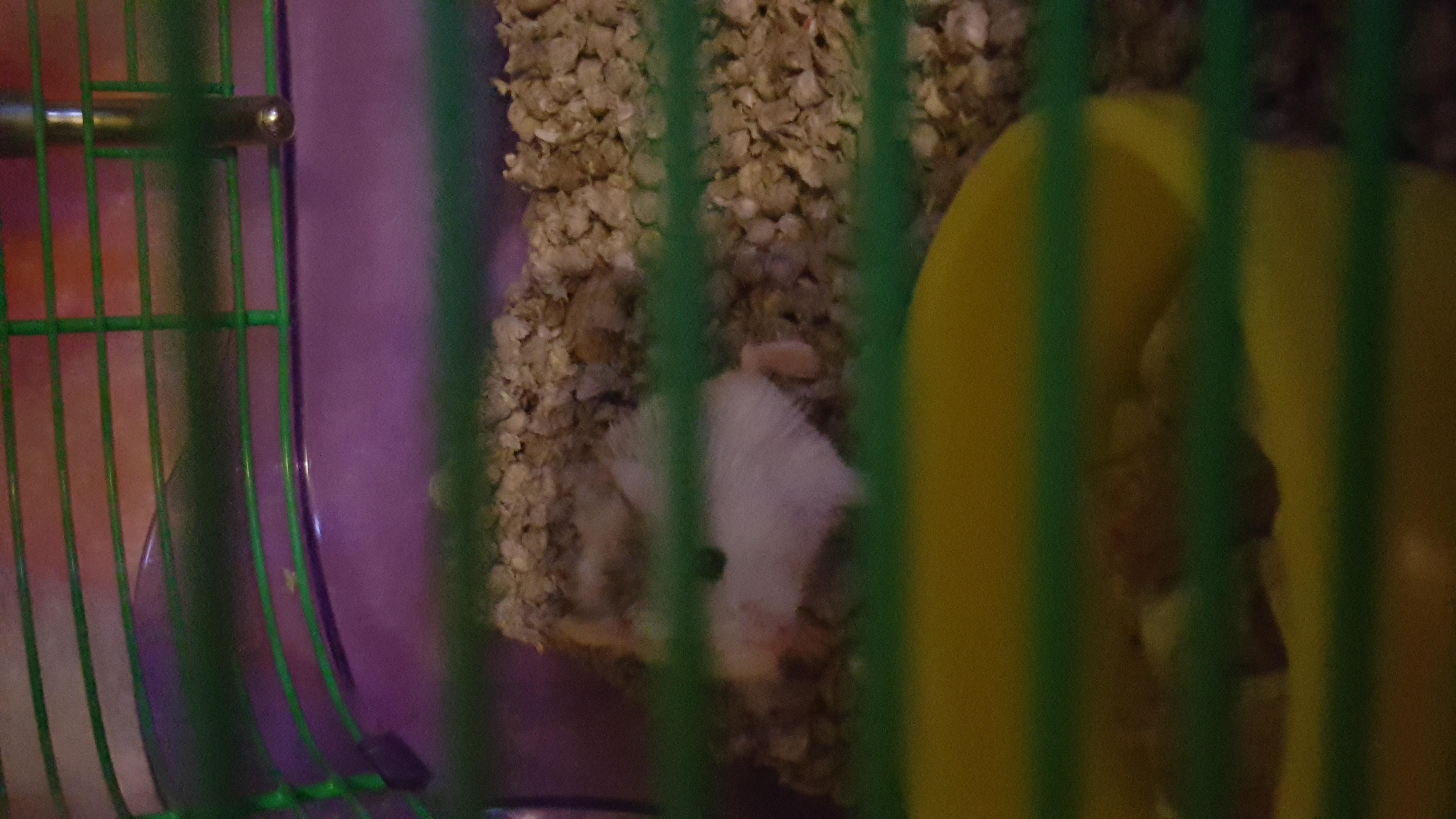 My Hamster is Dragging Its Back Leg. Should I Worry? | Petco