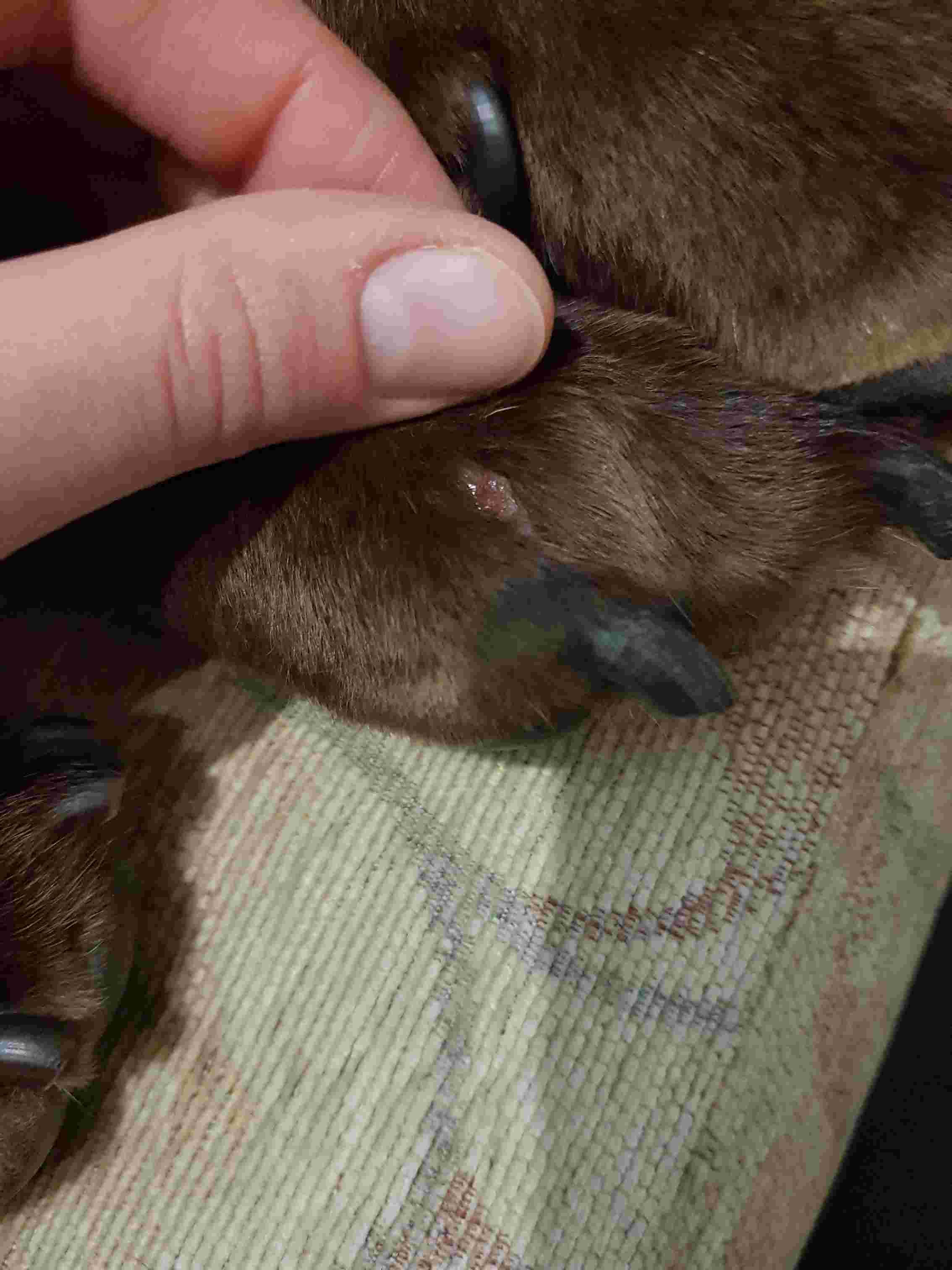 Why does my dog's paw keep getting an inflamed bump between toes? | Petco