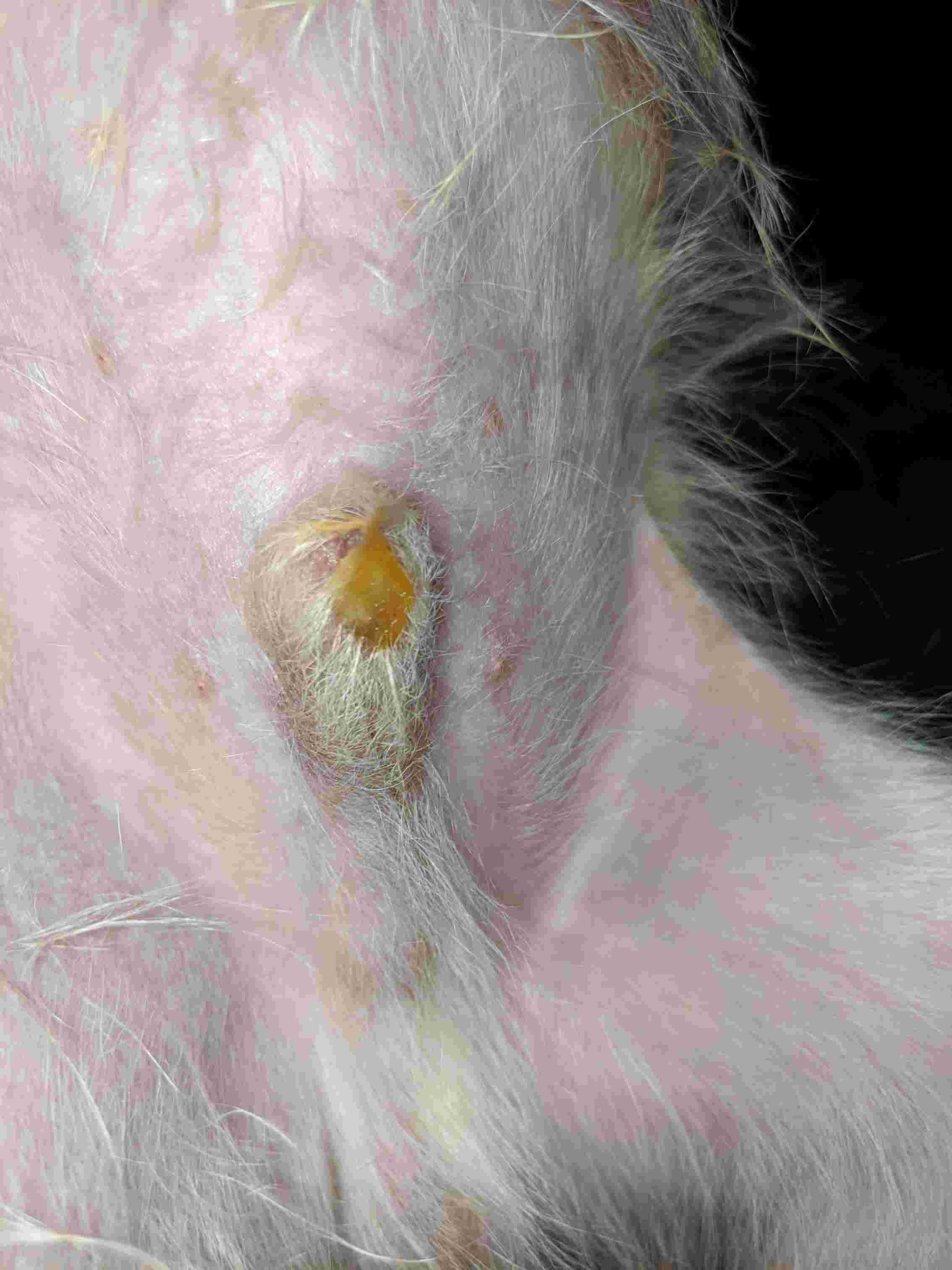 Is white/yellow discharge from my dog's penis normal or serious? | Petco