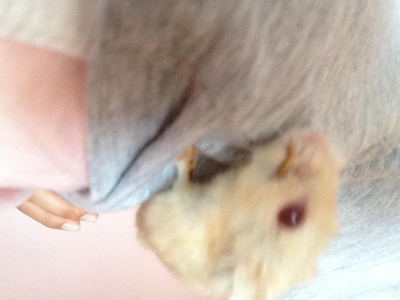 My hamster has swollen eye & mouth growth. What to do? | Petco