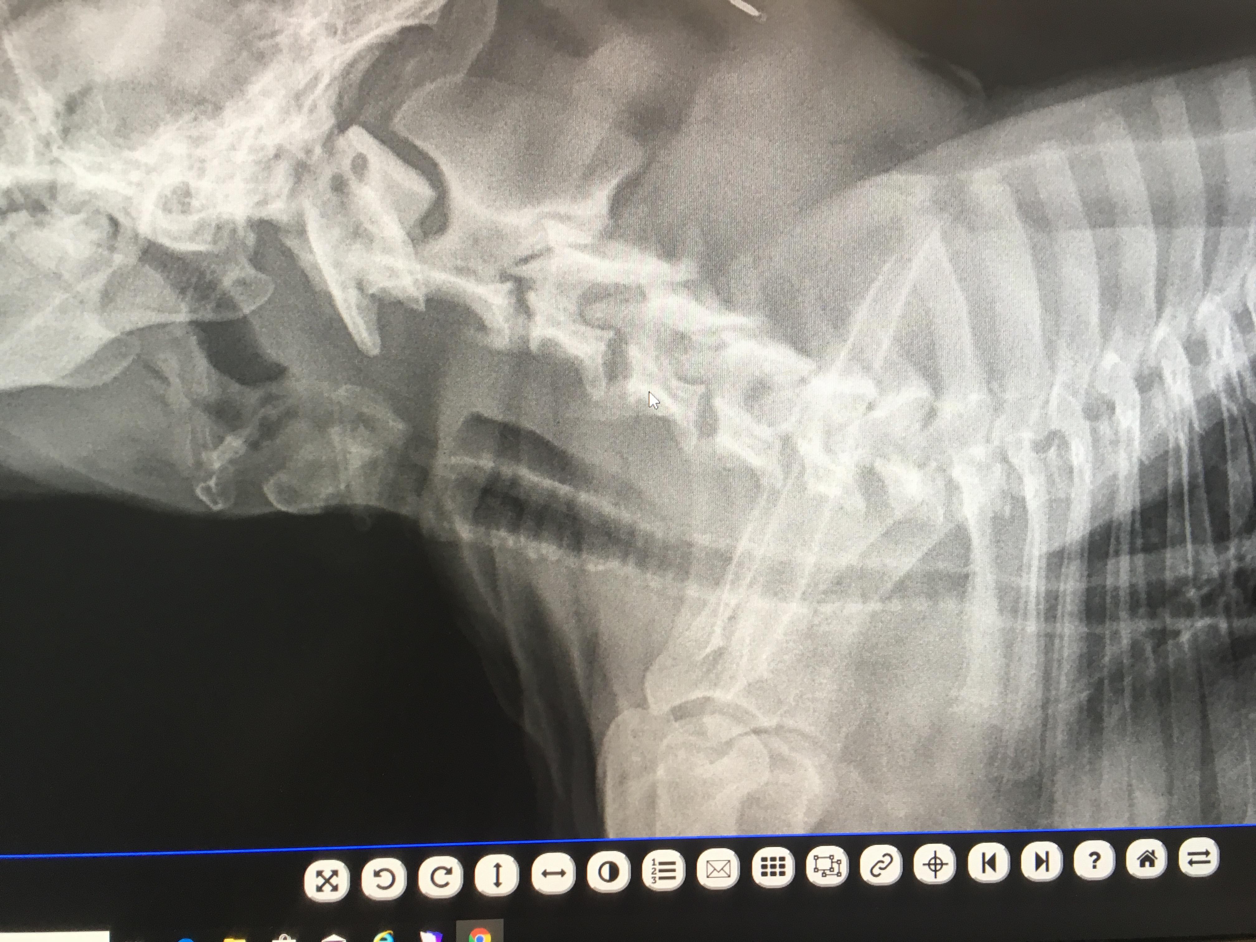 Dog Labored Breathing? Common Tracheal Surgery & Mineralization Causes ...