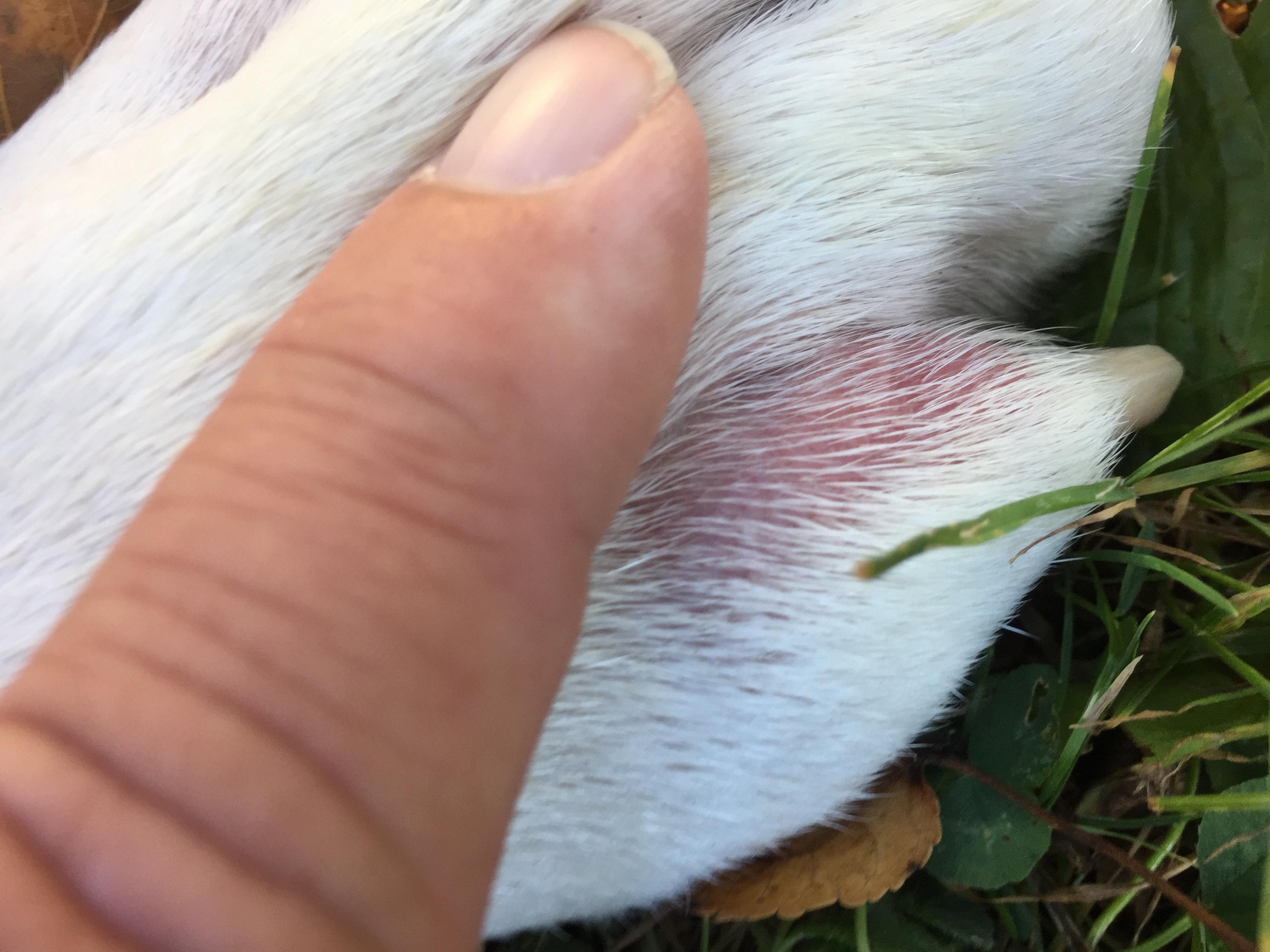 Why are my dog's toes red, swollen, and causing her to limp? | Petco