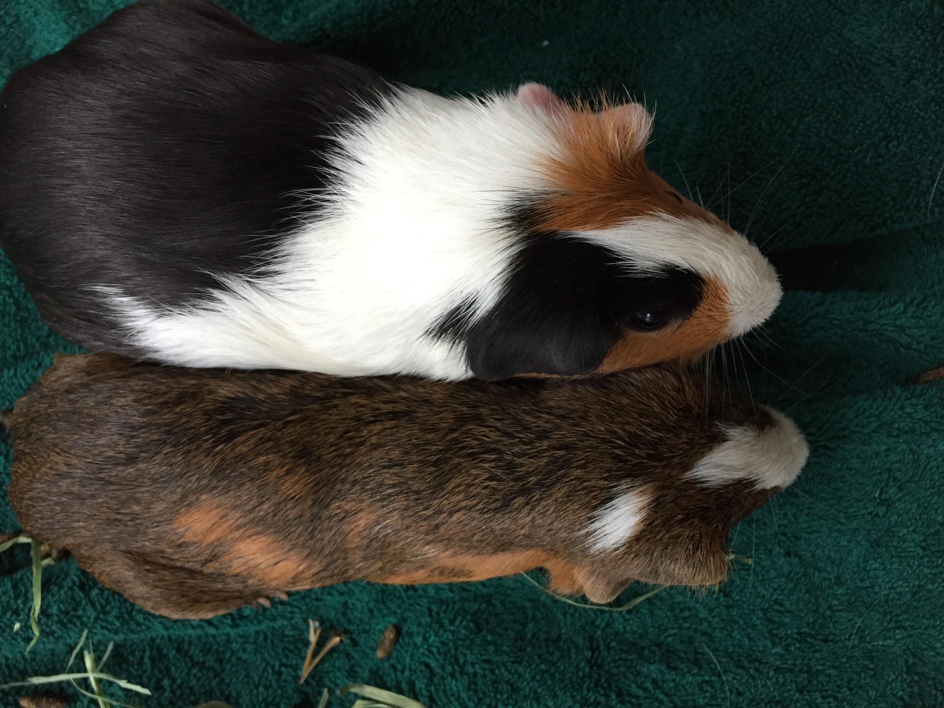 Guinea Pig Won't Eat & Seems Sick? When to See a Vet | Petco