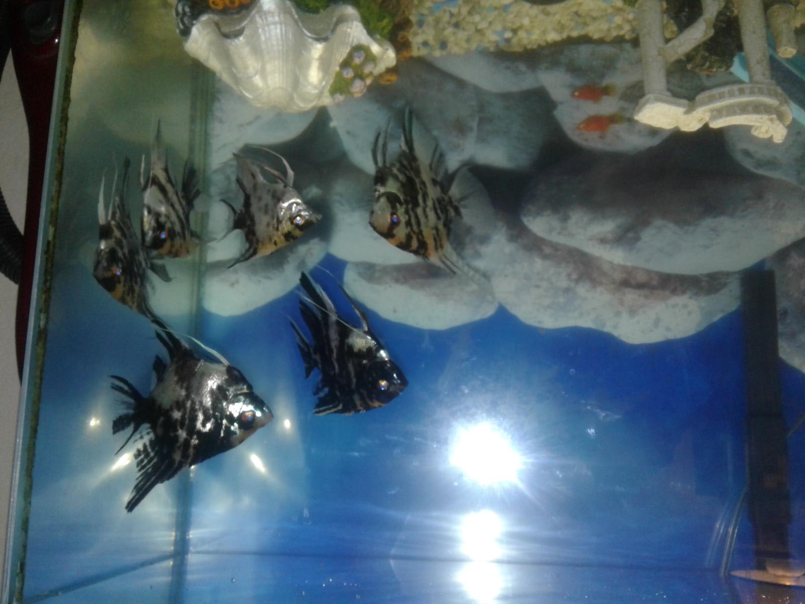 What fish can I add to my angelfish tank for a beautiful look? | Petco