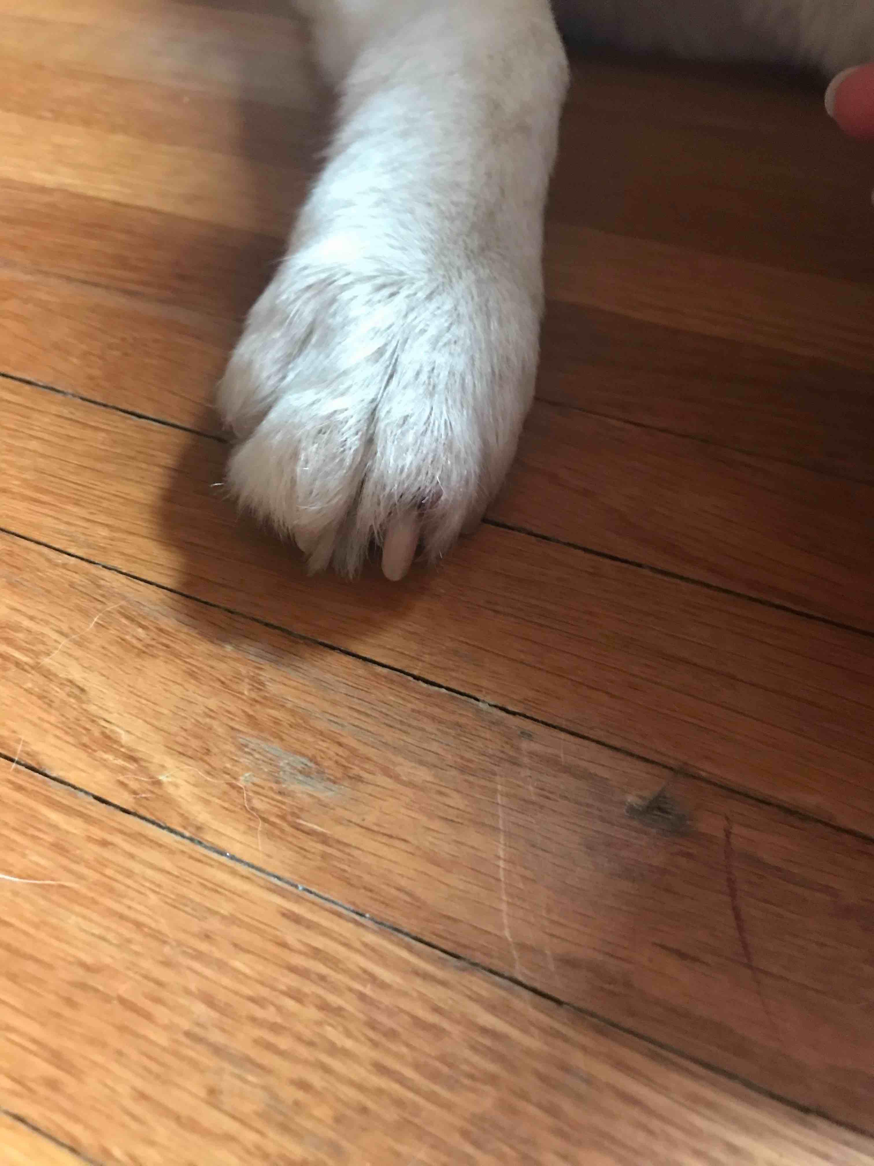 My dog's toe swollen after vet care. Can colloidal silver help? | Petco