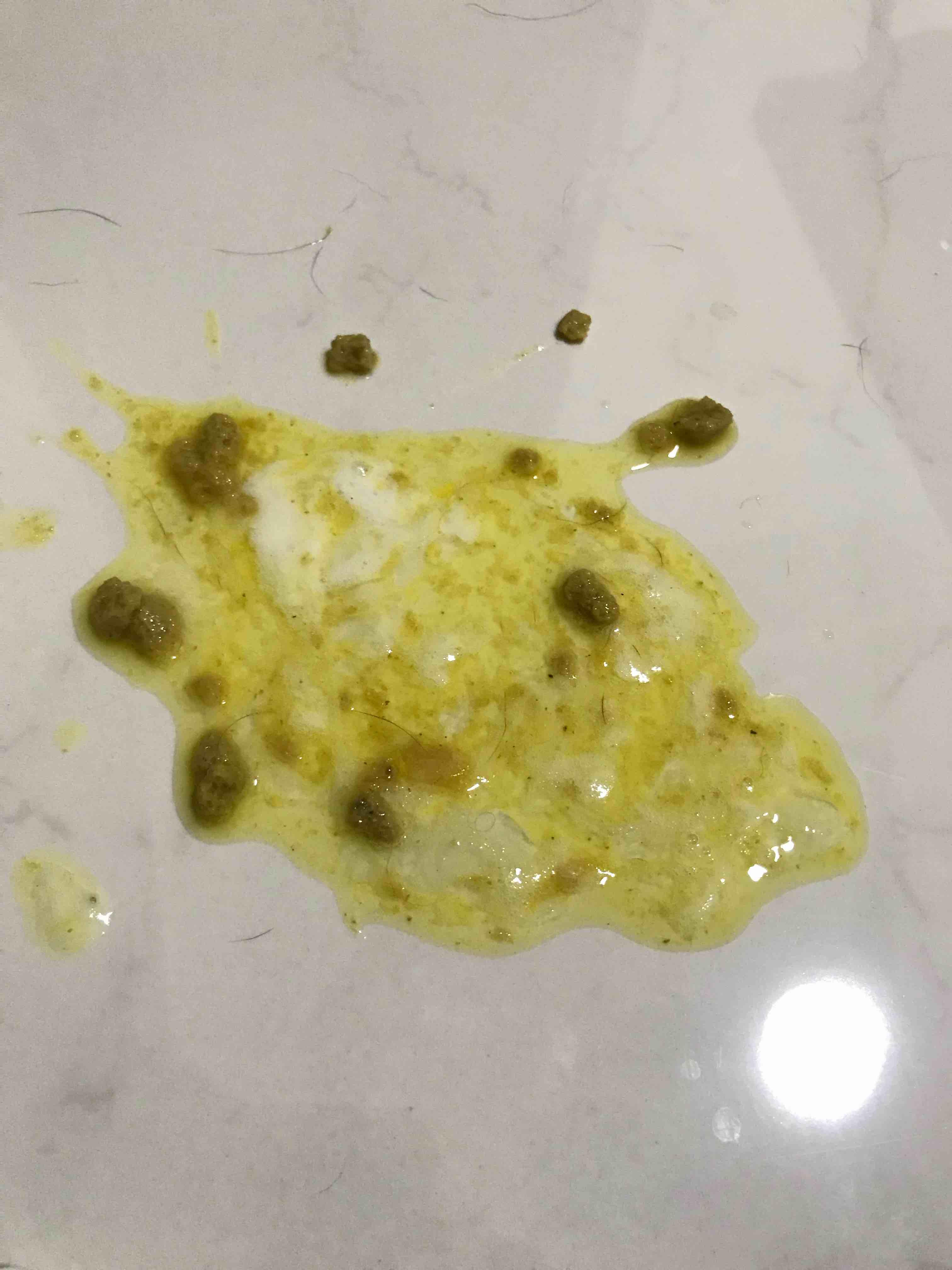 Why is my dog vomiting yellow liquid but still active? | Petco