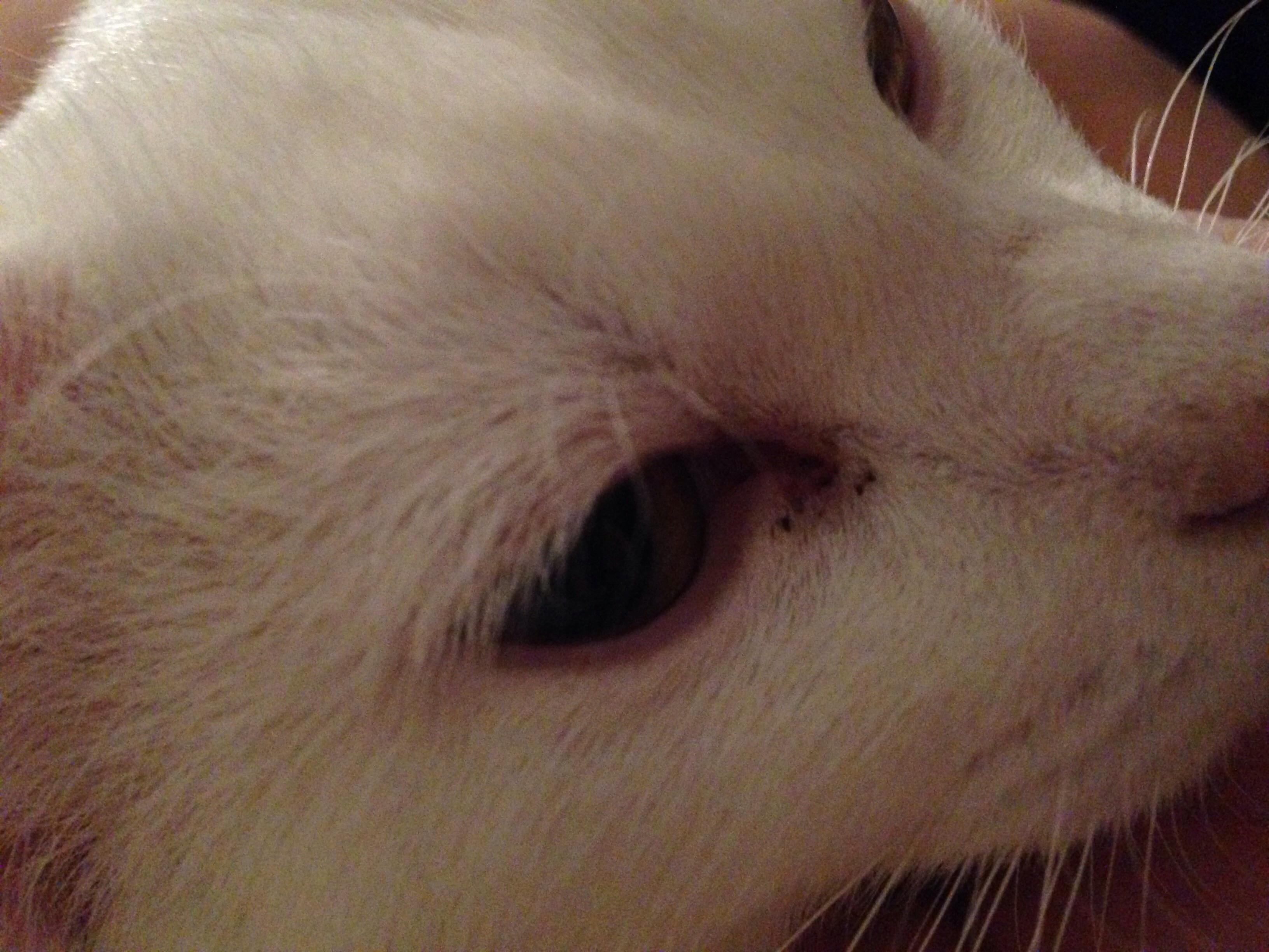 My Cat Has an Irritated Eye Scratch: See a Vet or Wait? | Petco