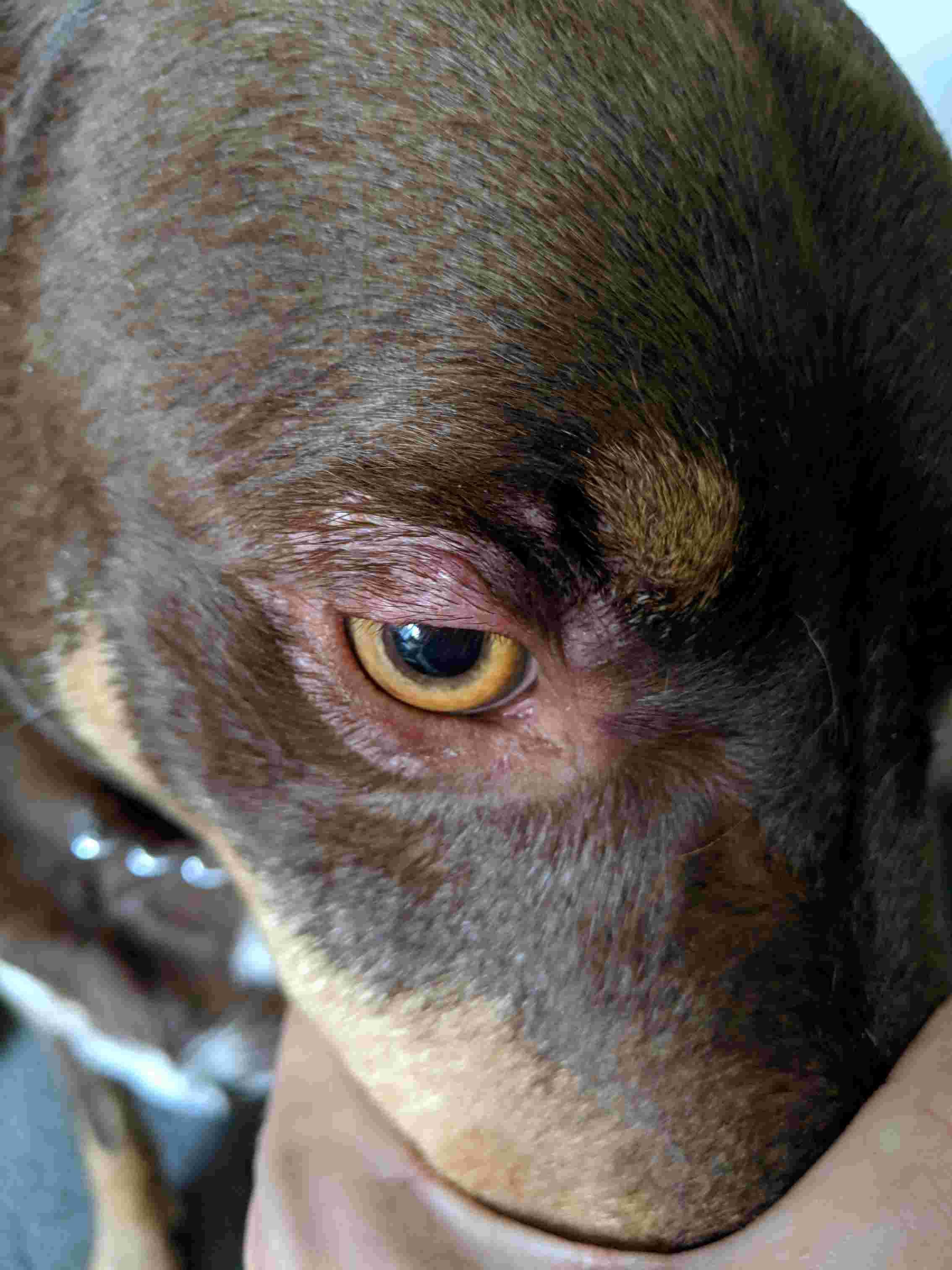 Dog's eye has bumps and he's scratching. Is it an allergy? | Petco