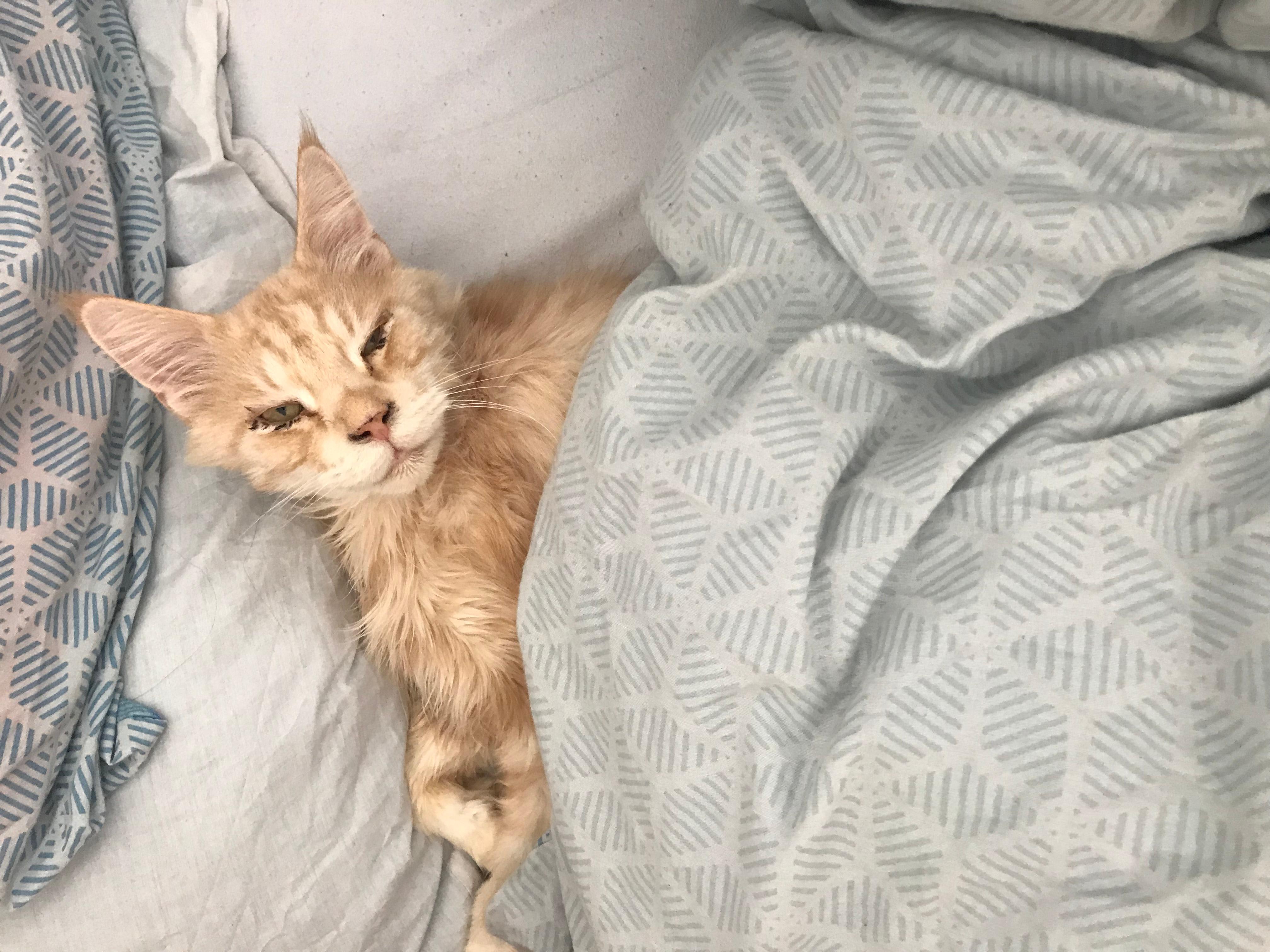 Why Does My Cat Have Black Crusty Eyes & Nose But Acts Normal? | Petco