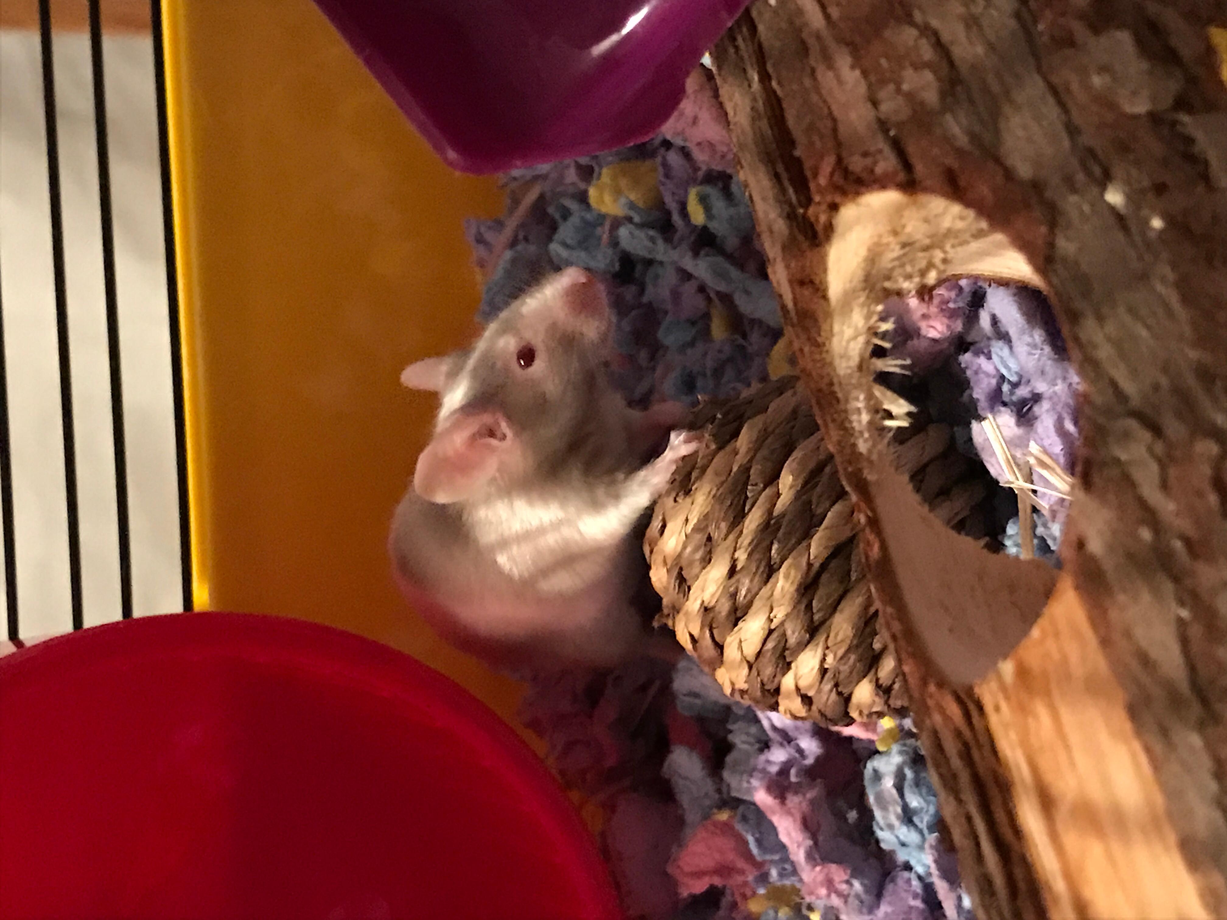 Are Cat Toys Safe for Mice? What Are the Best Toys for Mice? | Petco