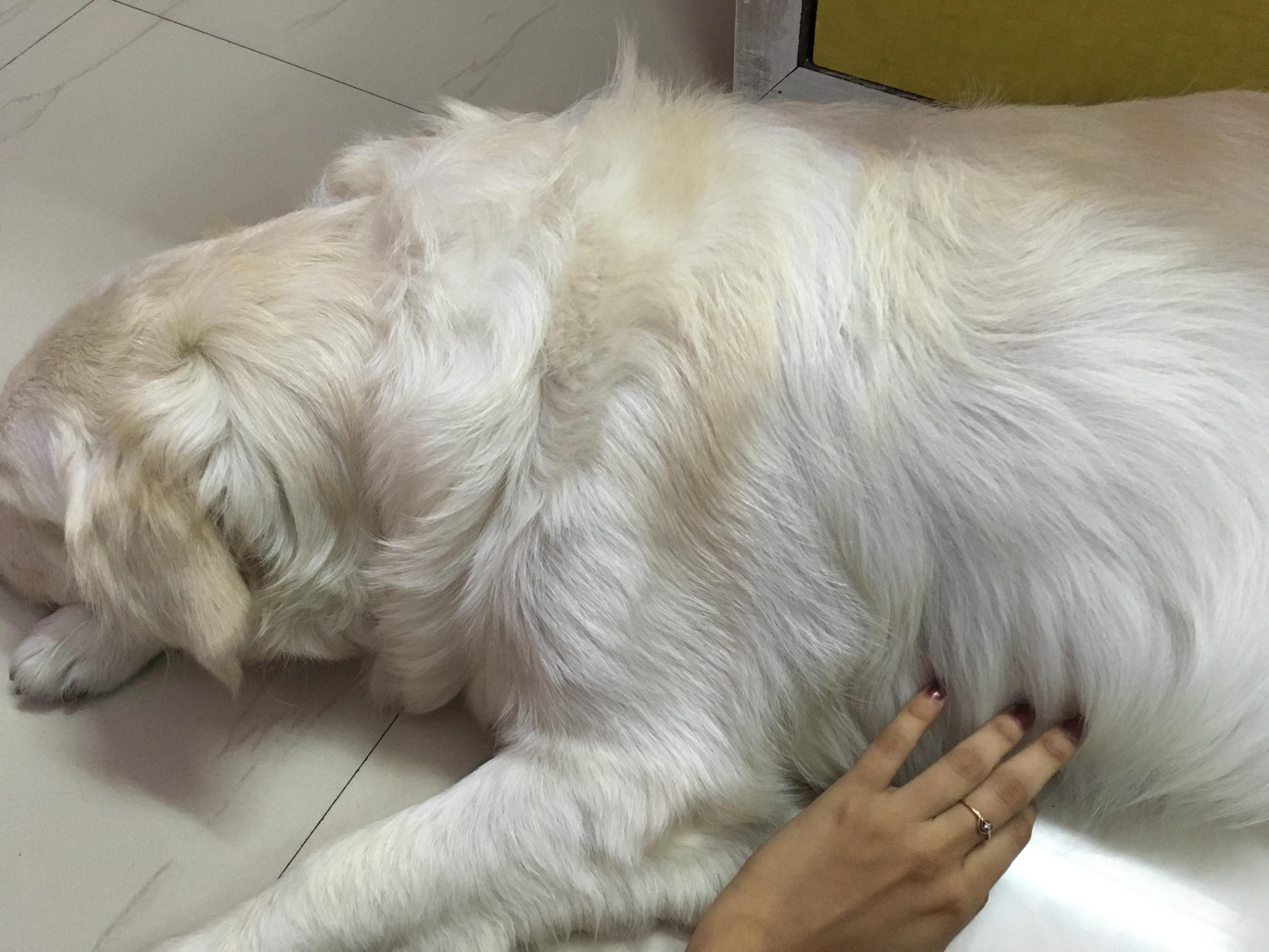 My dog has ticks and skin rashes. Should I shave her fur? | Petco