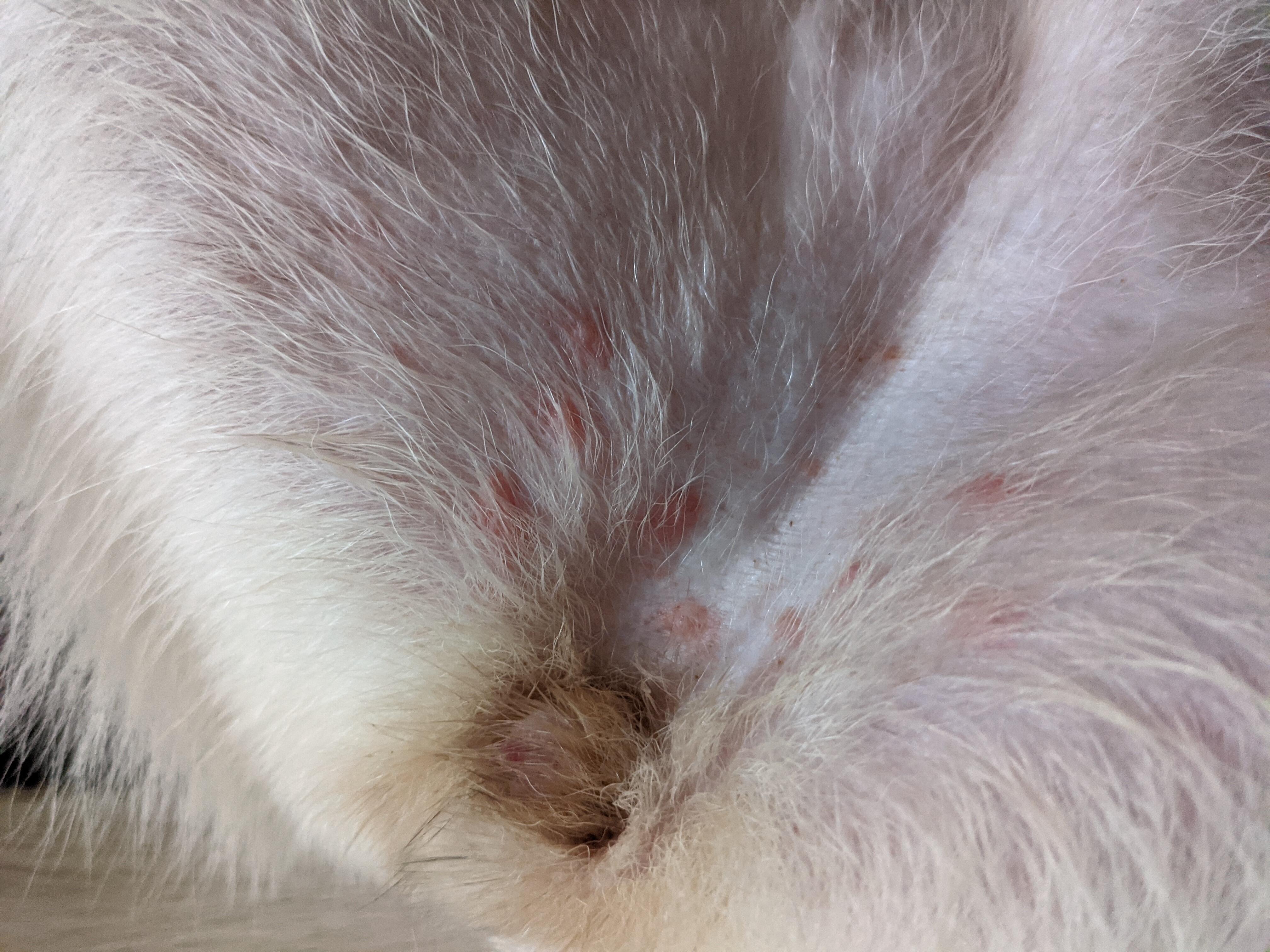 Spayed Dog Has Fluid-Filled Pimples in Private Area? Why? | Petco