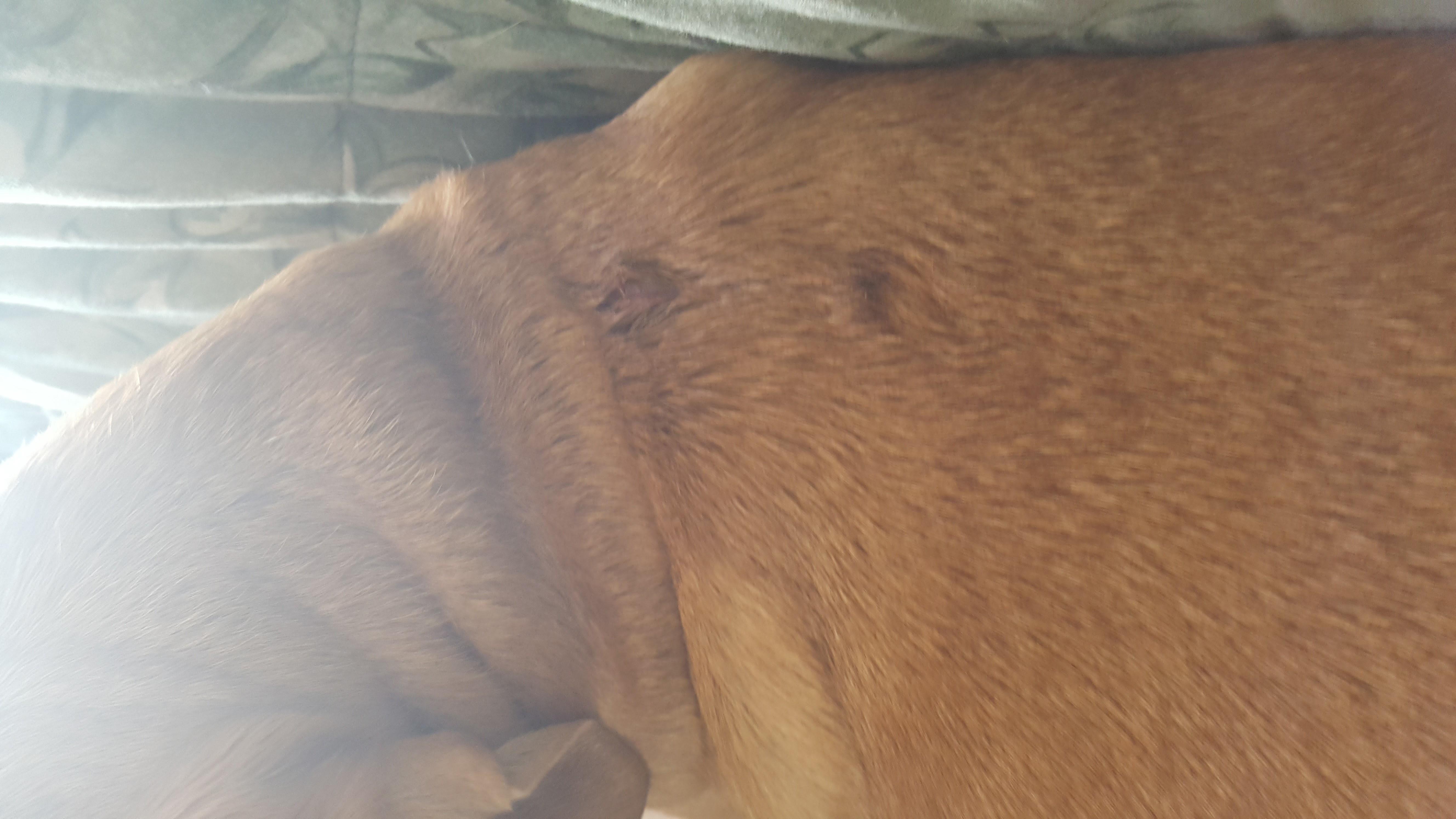 Dog Blastomycosis: Abscesses Normal? Can You Bathe Your Dog? | Petco