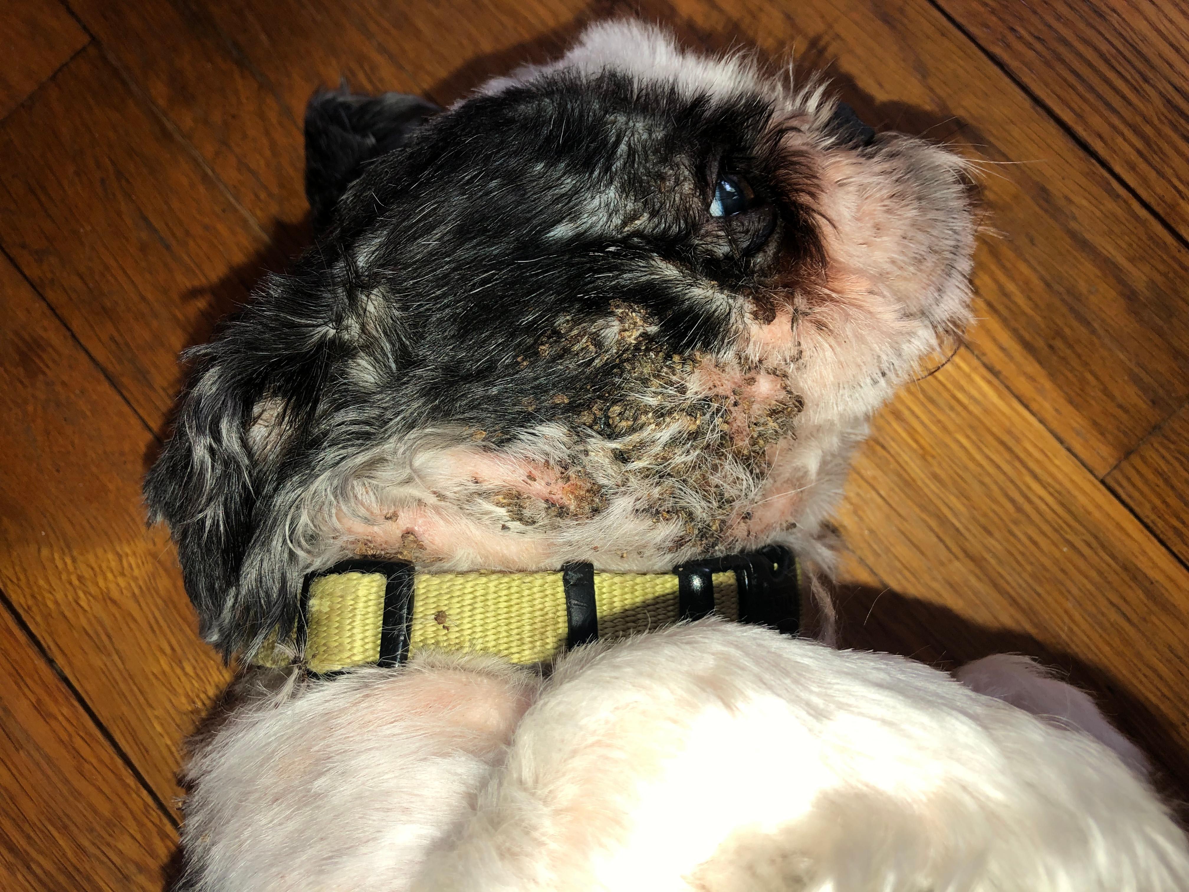 Why does my dog have hard, yellow, flaky scabs on his neck? | Petco
