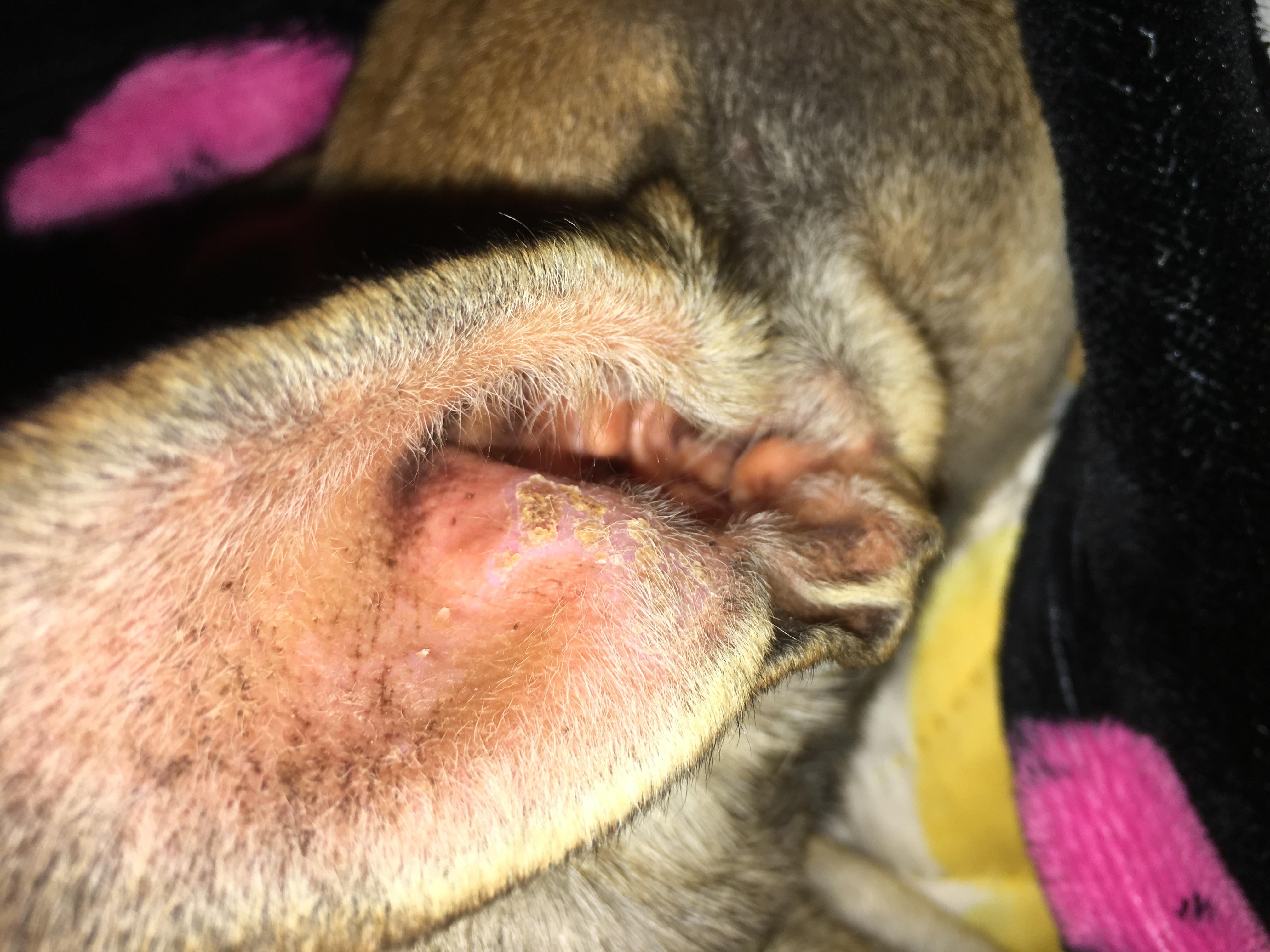 My Dog's Ears Hurt, Dry Yellow Scabs? Is it an Ear Infection? | Petco